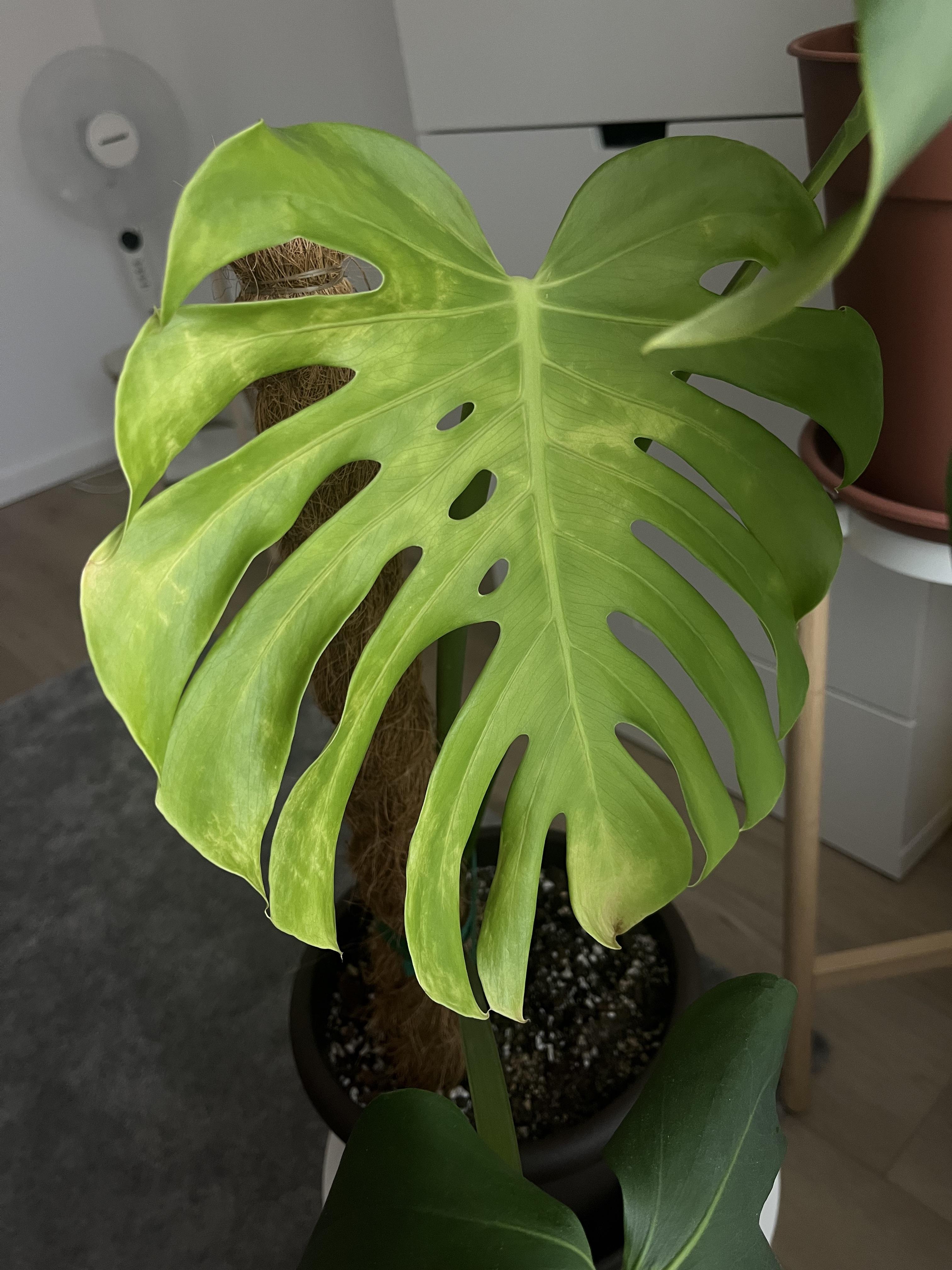 Discover more like Monstera: Help! What is going on with my Monsteras ...