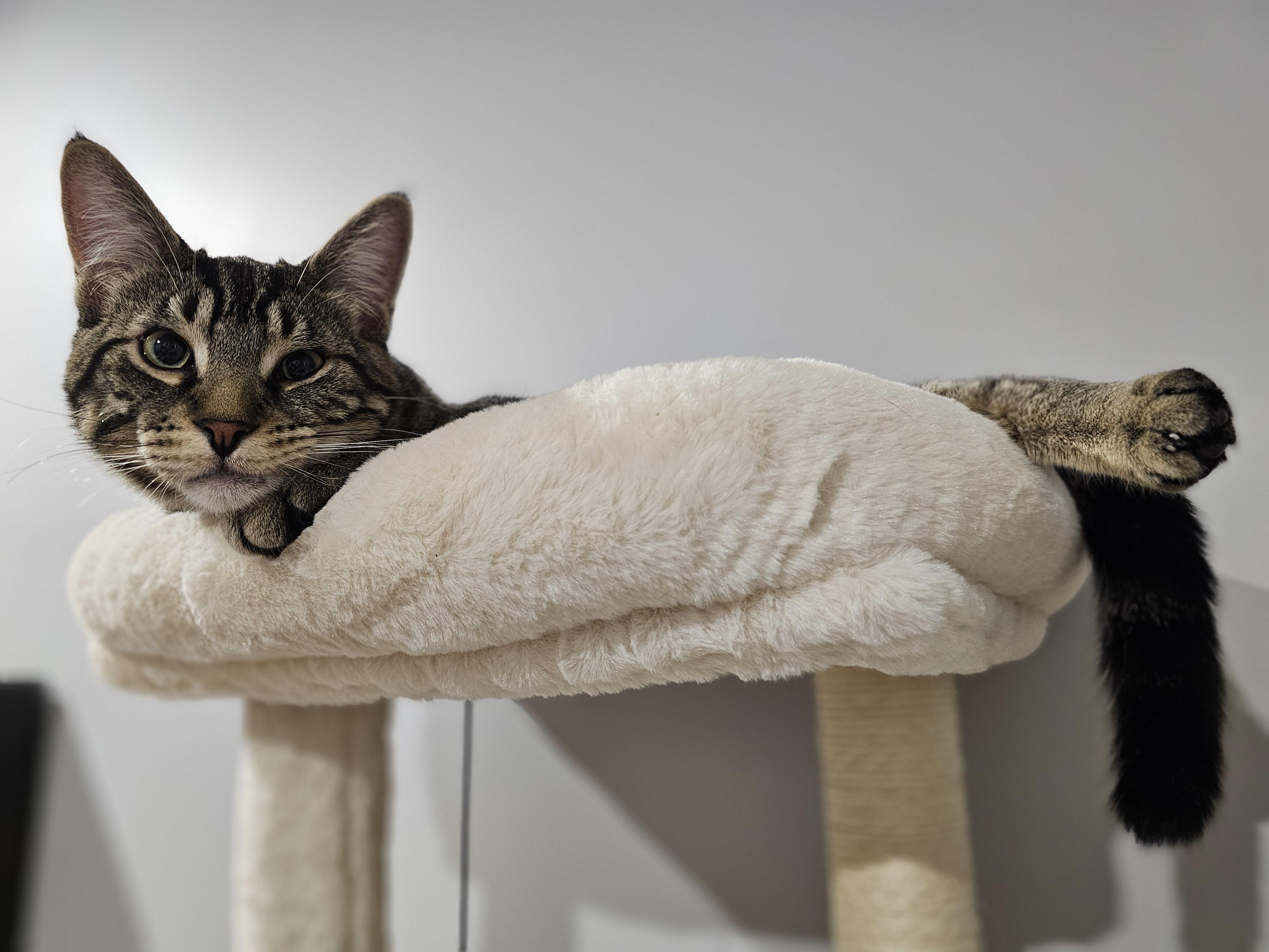 Mitzi has become bucket cat! | Scrolller