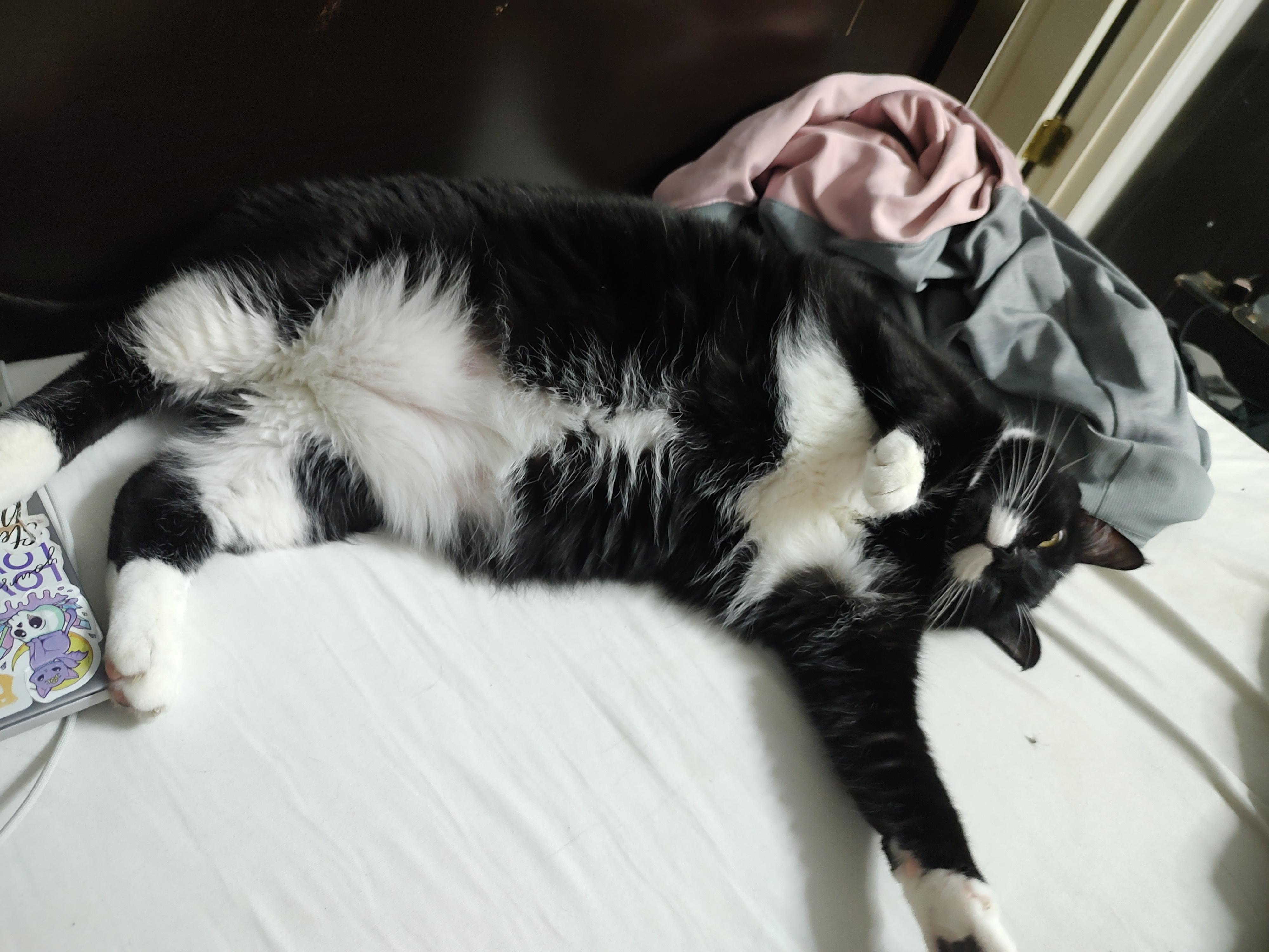 Mom. It's time for bed. Also: please give me belly rubs. | Scrolller