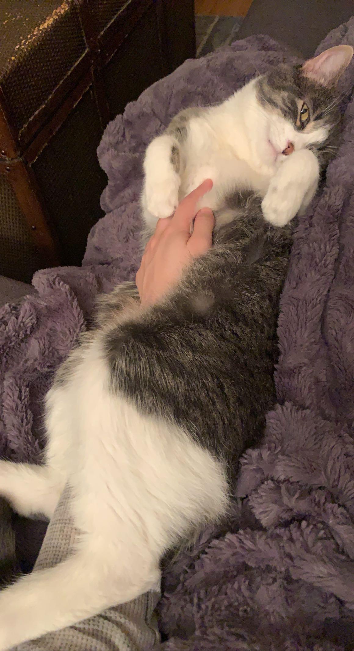 Did you say… belly rubs?! | Scrolller