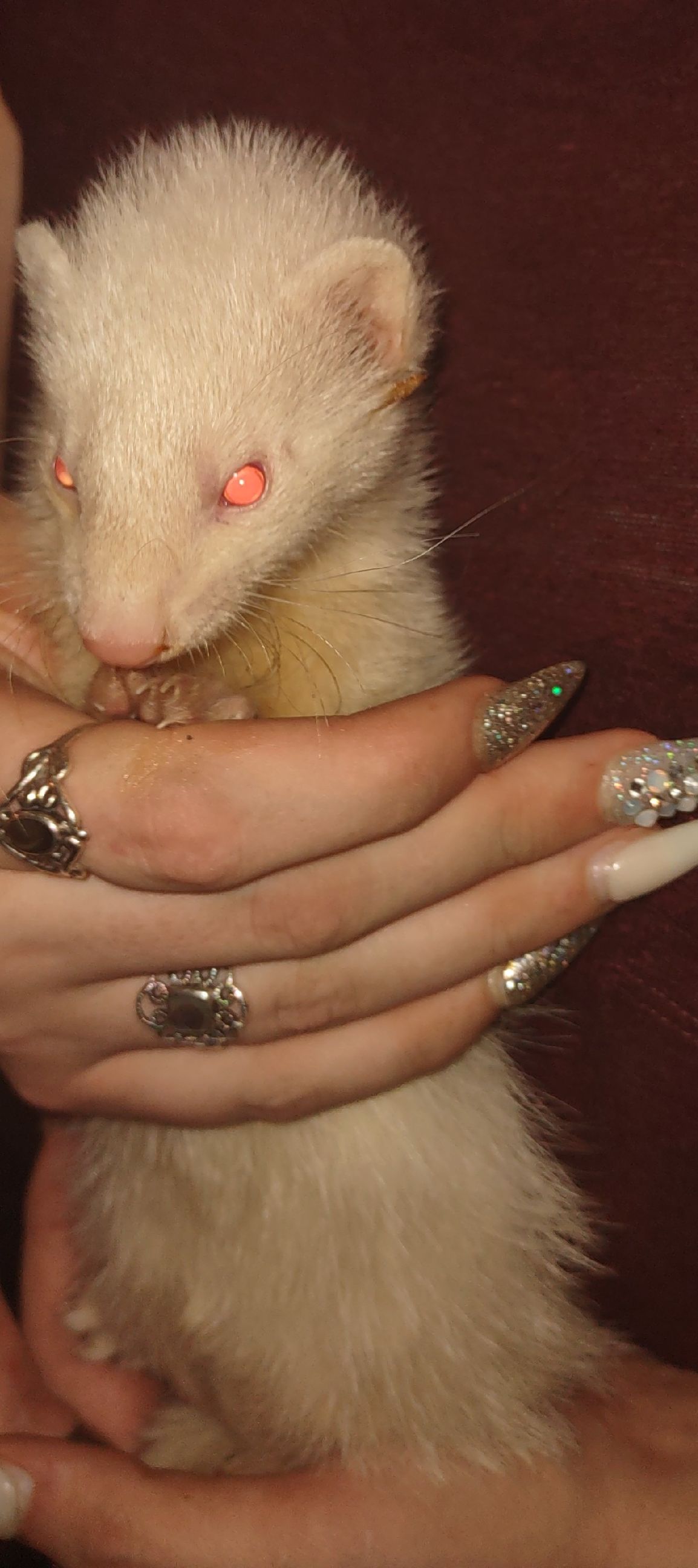 Discover more like Ferrets: New baby Luna (: and Related Content | Scrolller