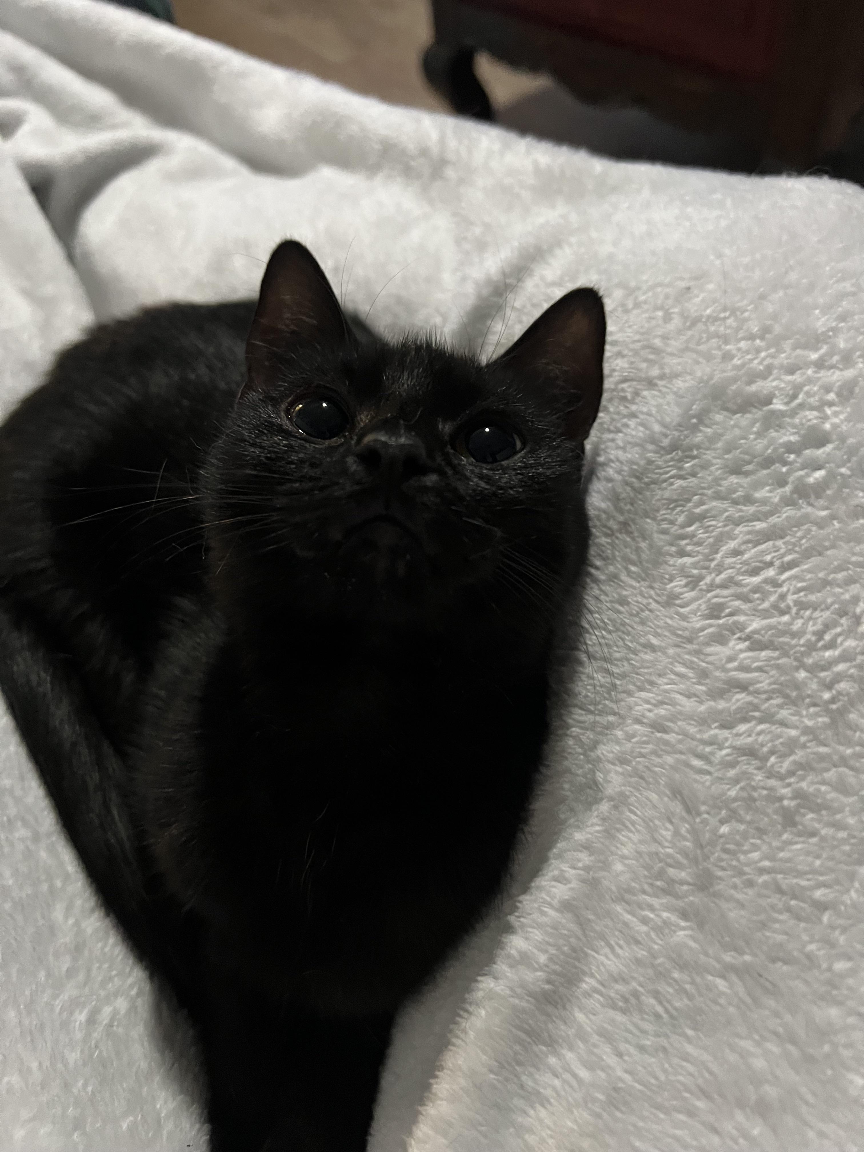 My new friend Ember | Scrolller