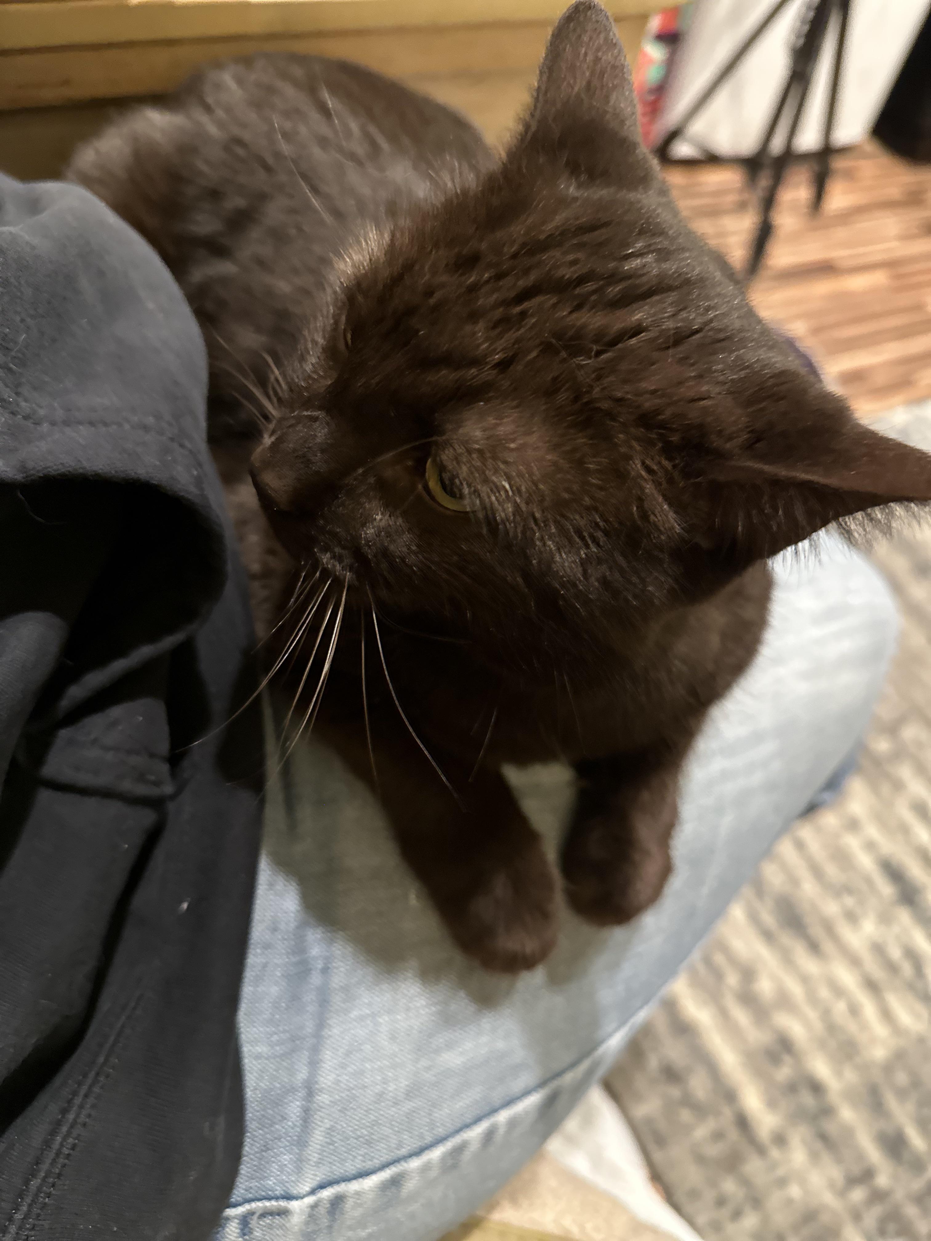 Lap Loaf | Scrolller