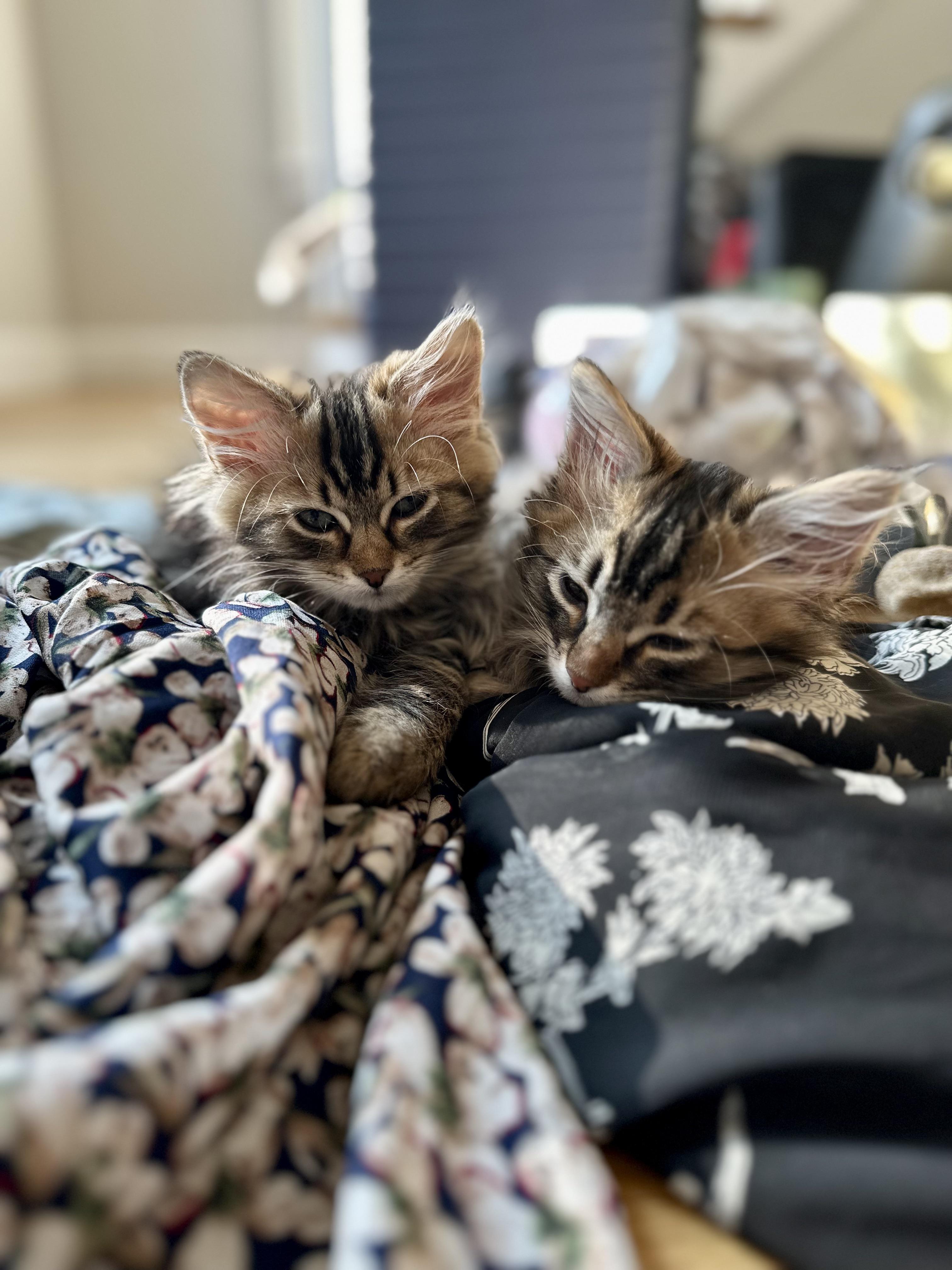 Meet our boys, Leo and Henry! | Scrolller