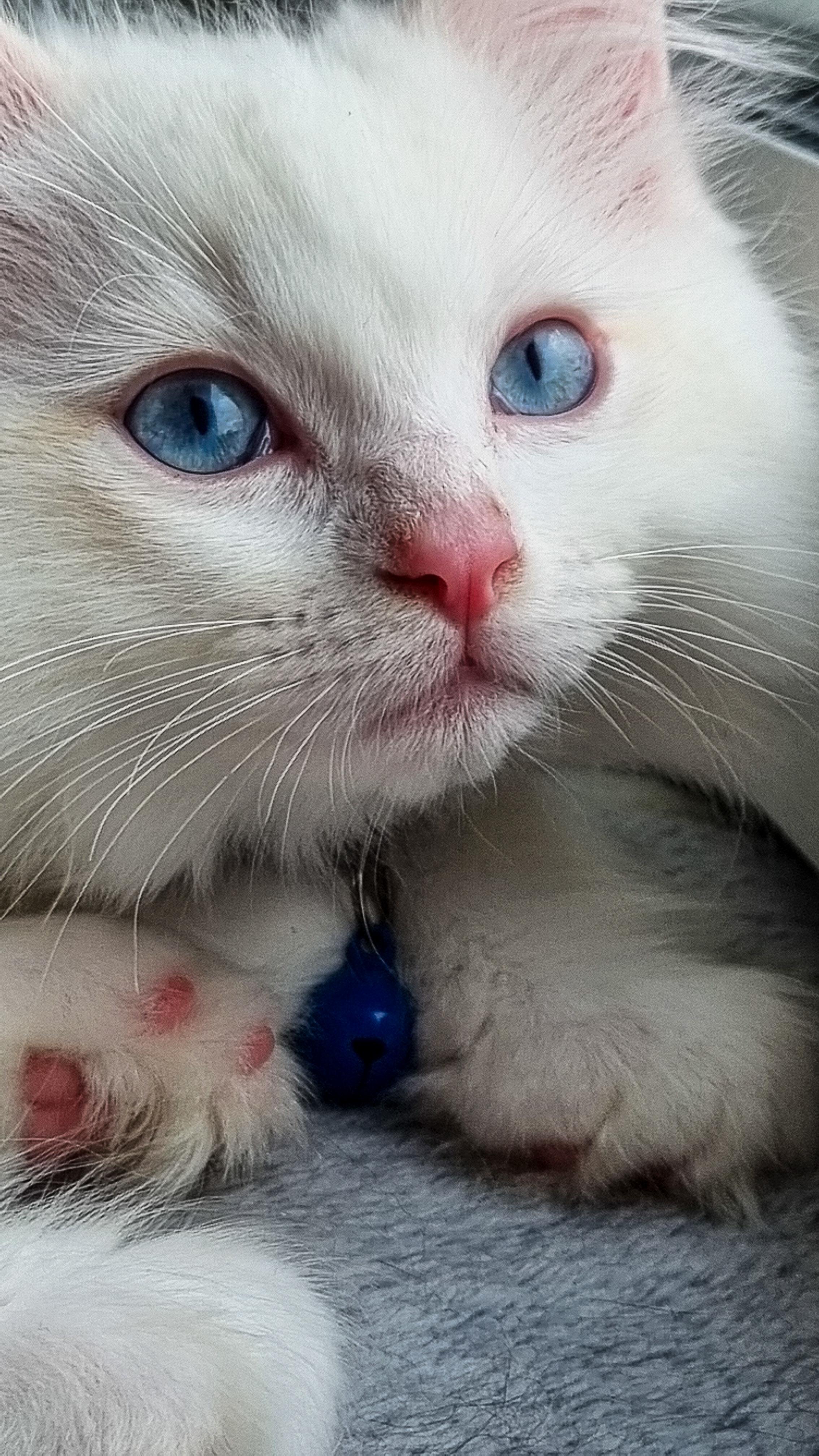 Our new kitten | Scrolller