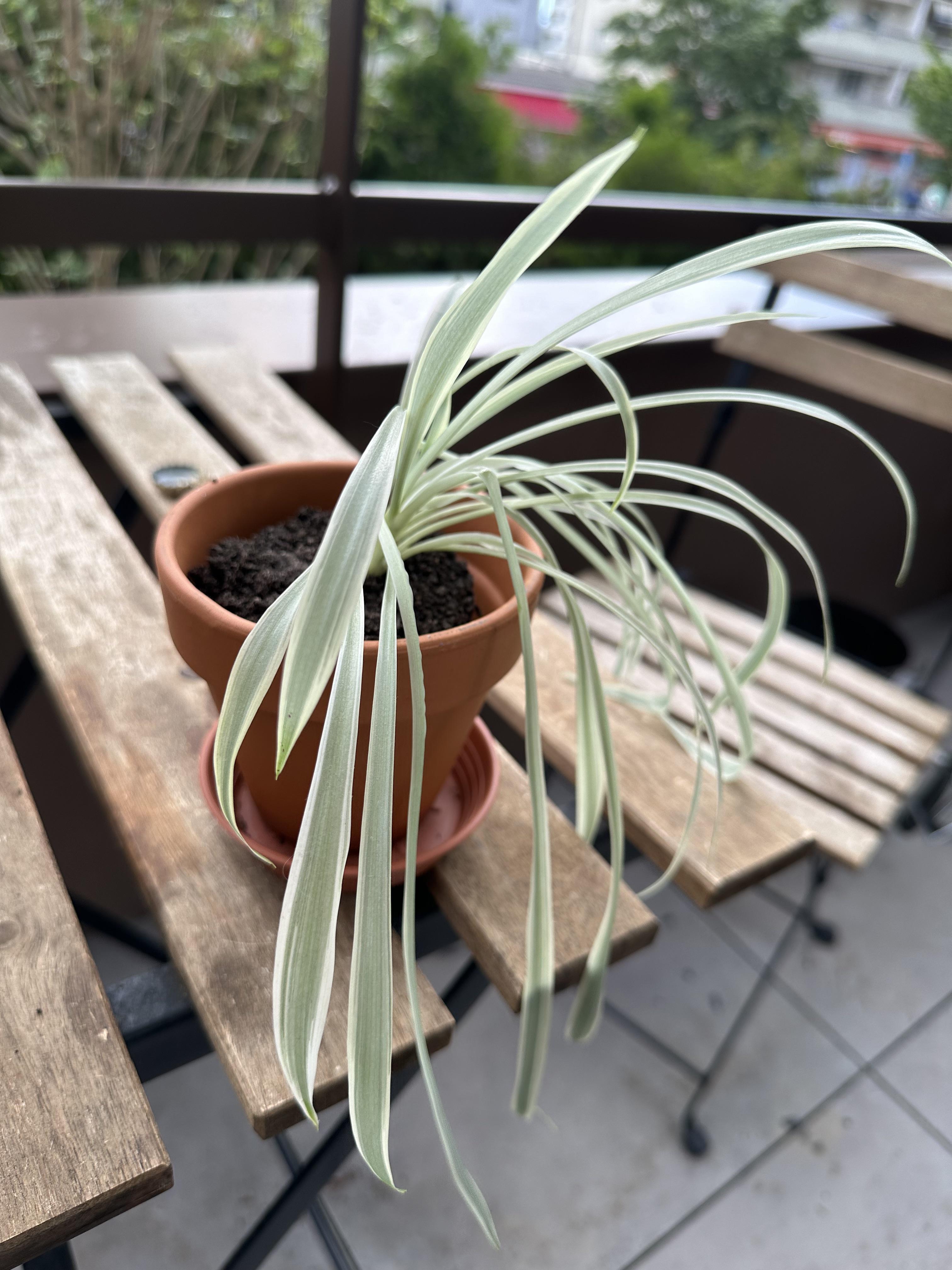 What are these plants ? | Scrolller