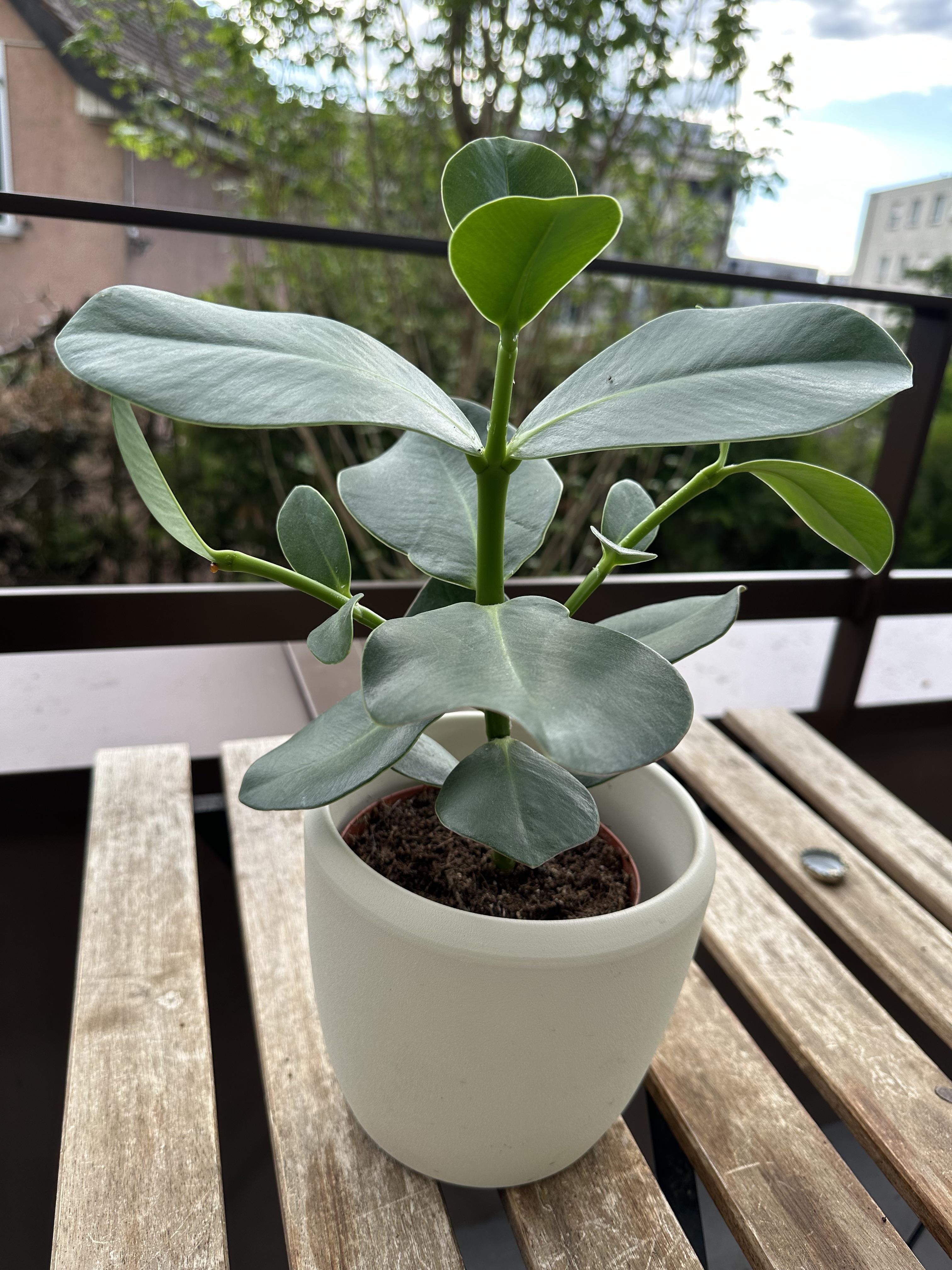 What are these plants ? | Scrolller