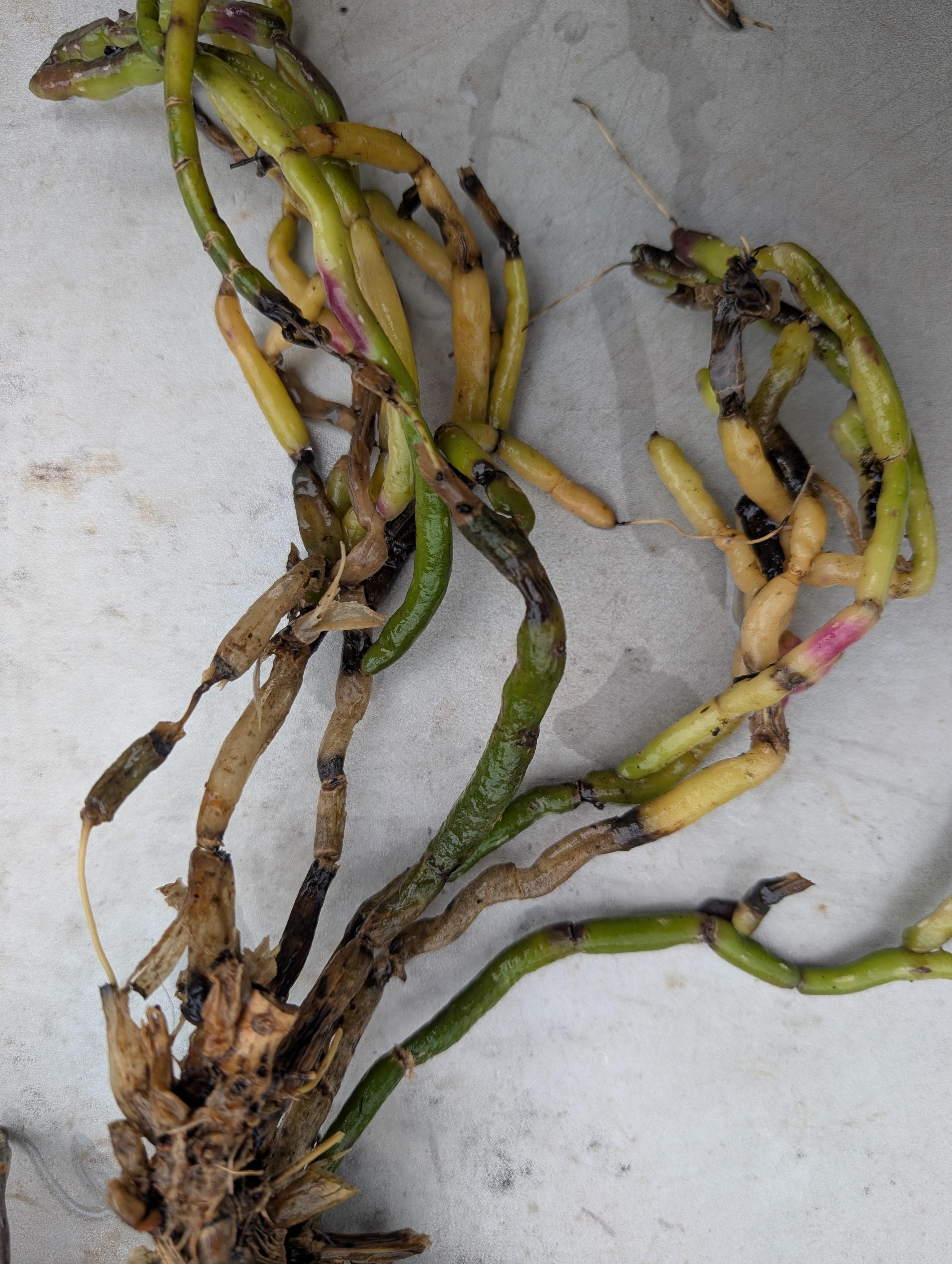 Root rot? | Scrolller