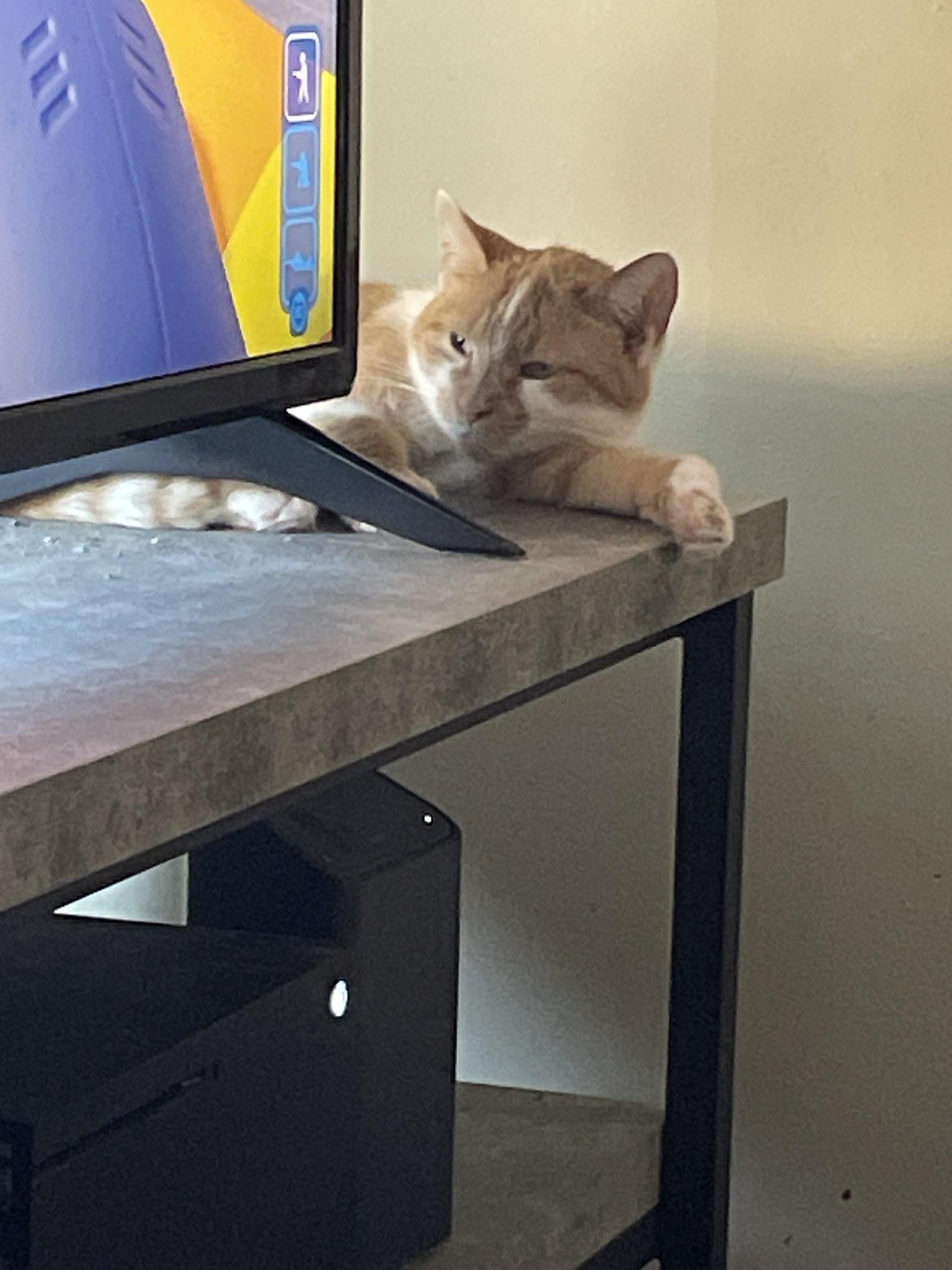 Just realized I never posted luna here. I got her back in December | Scrolller