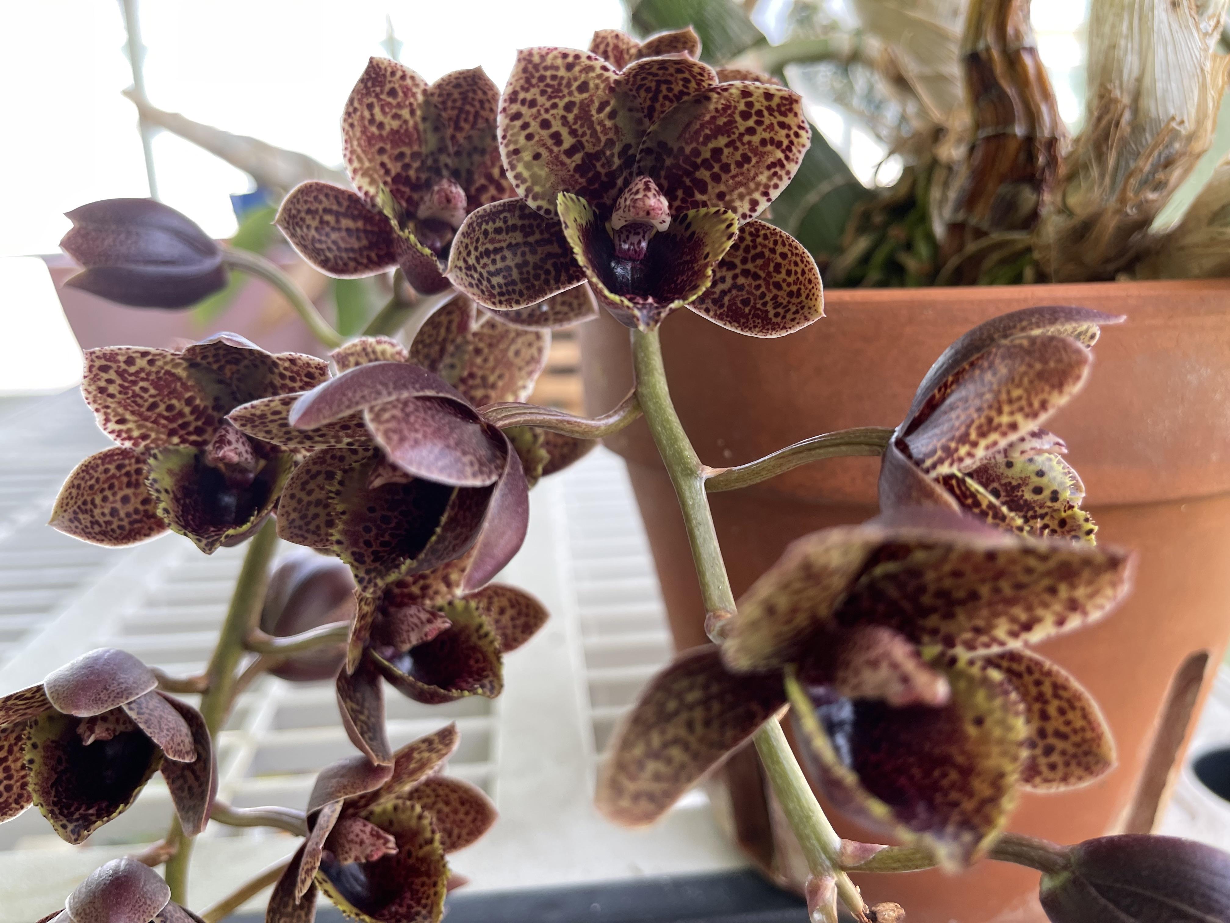 Fredclarkara After Dark ‘Sunset Valley Orchids’ FCC/AOS | Scrolller