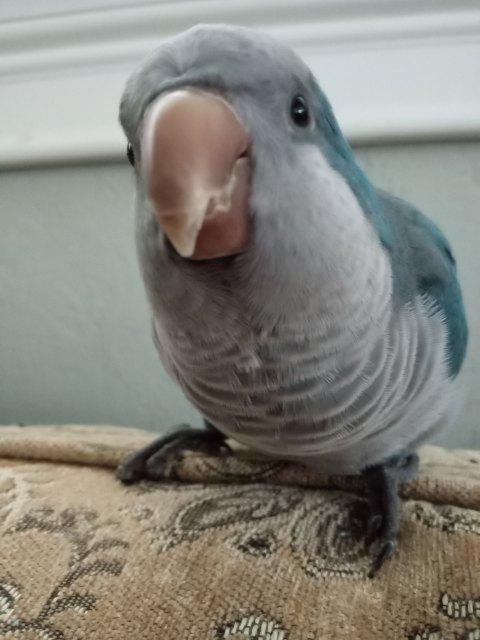 Curious birb (OC) | Scrolller