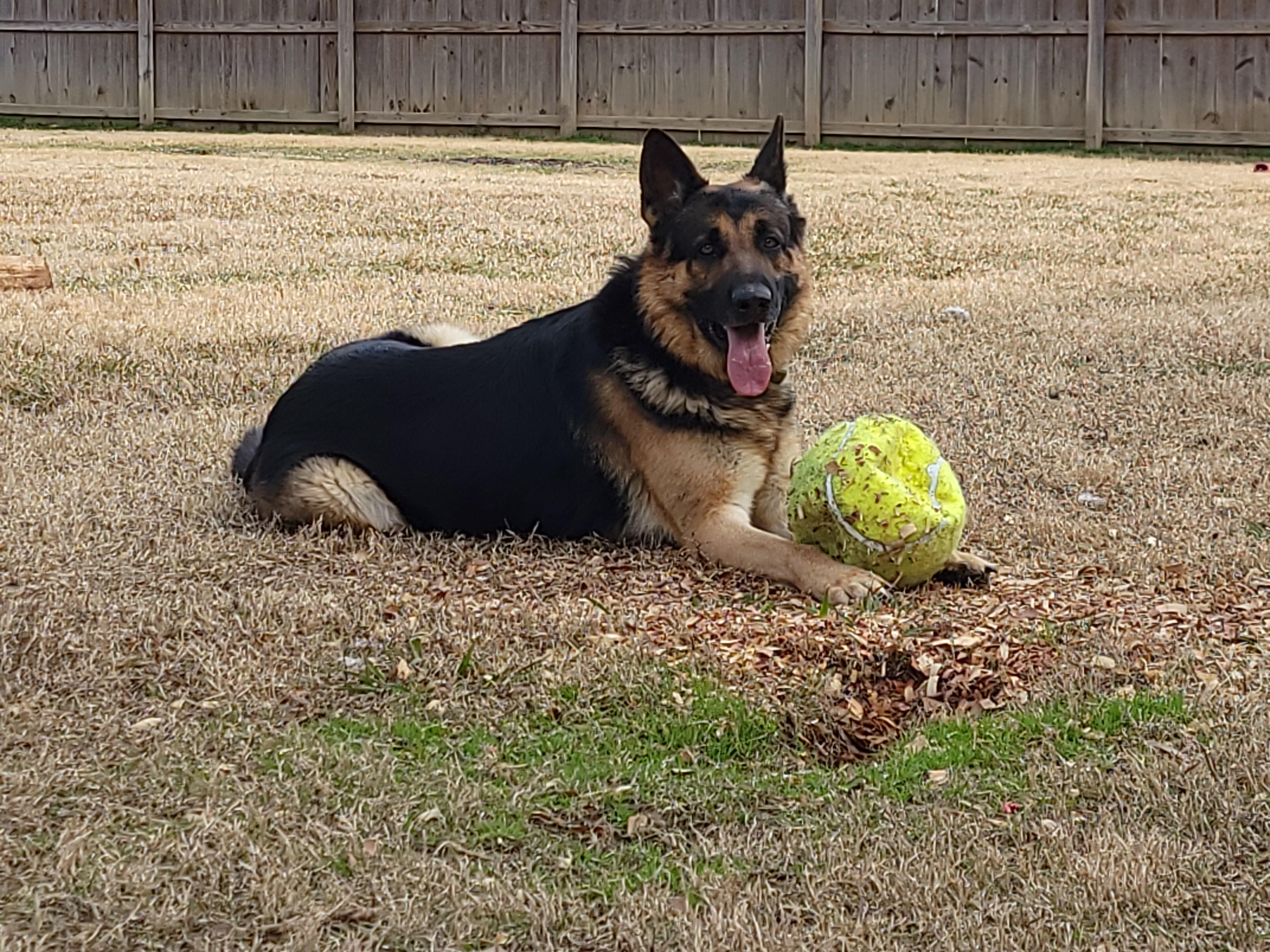 Some of my favorite pics of my dogs. | Scrolller