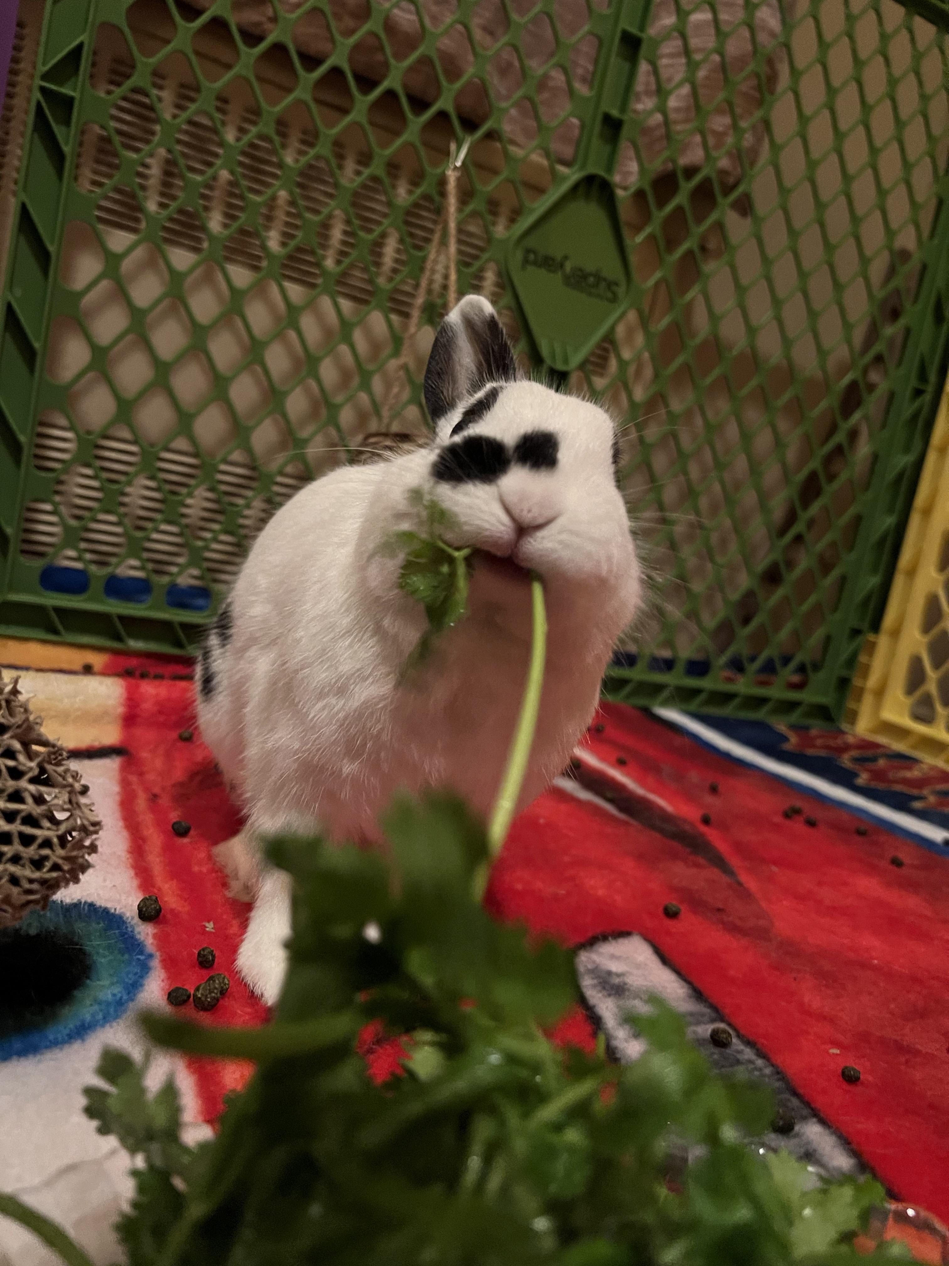 MUNCH MUNCH MUNCH | Scrolller