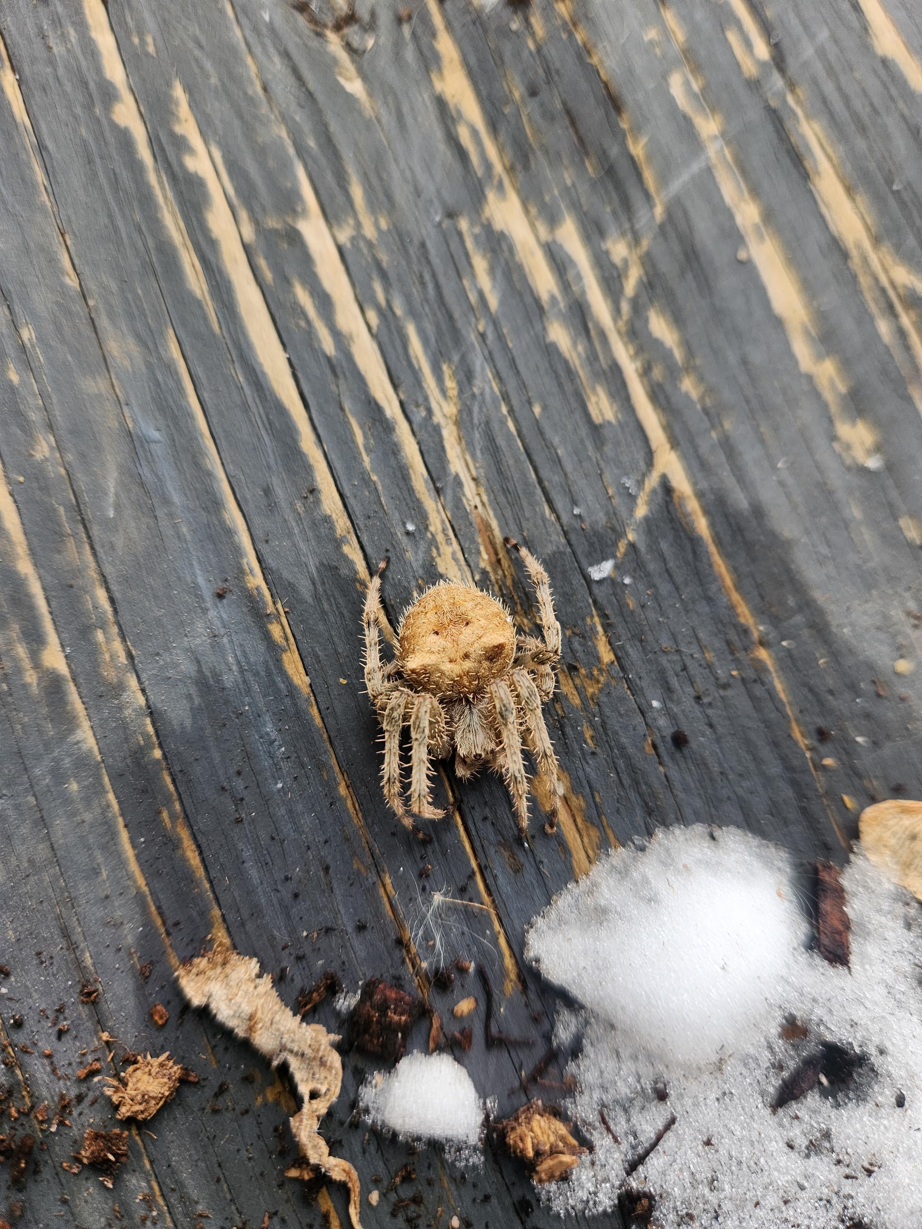 Frozen and unresponsive :/ Maple seed for scale | Scrolller