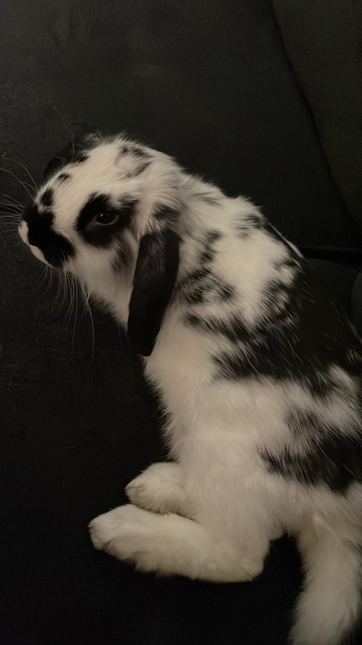 Does anybody know my rabbit's breed?? | Scrolller