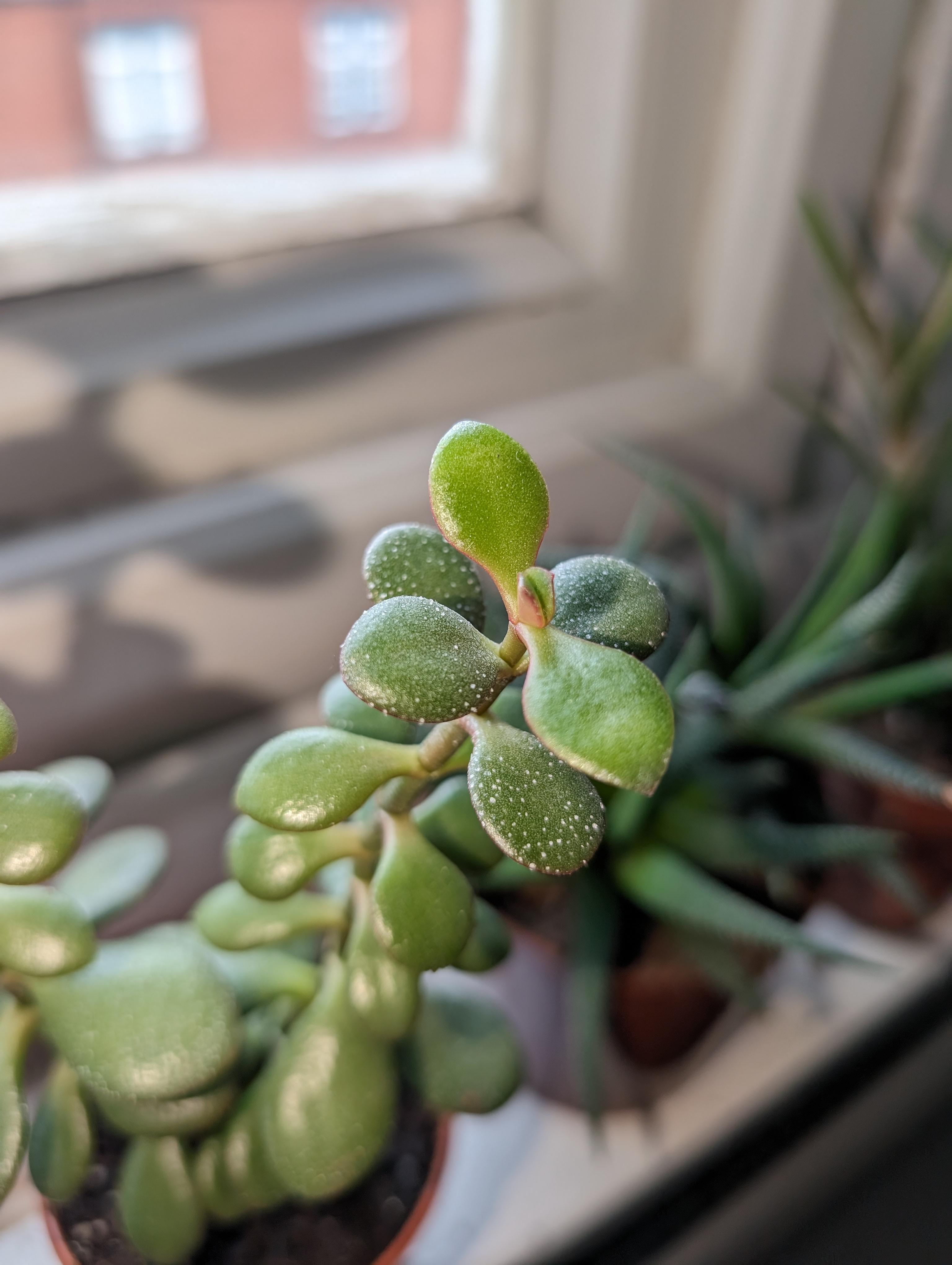 What are these white spots? | Scrolller