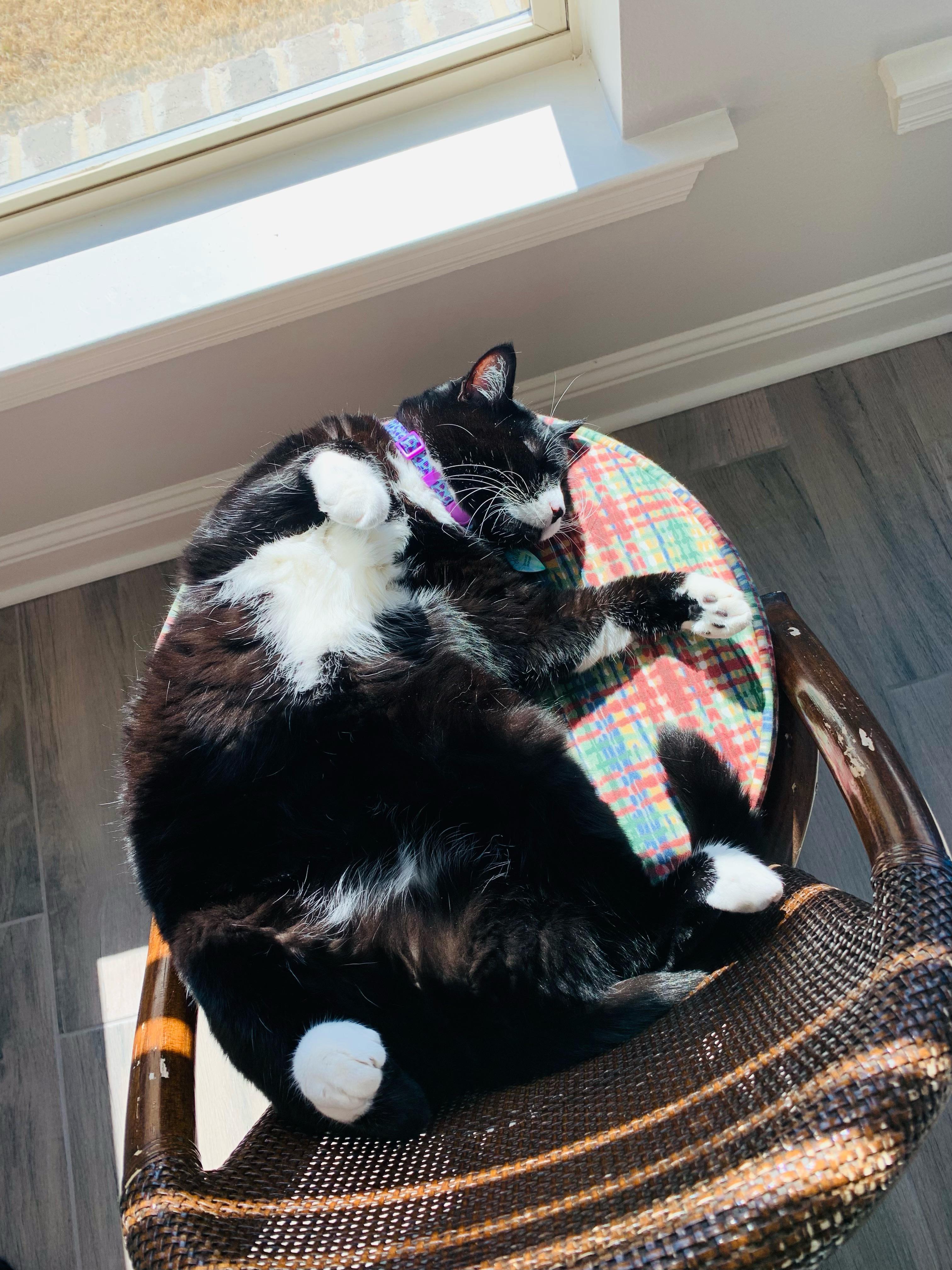 Stelly just big chillin | Scrolller