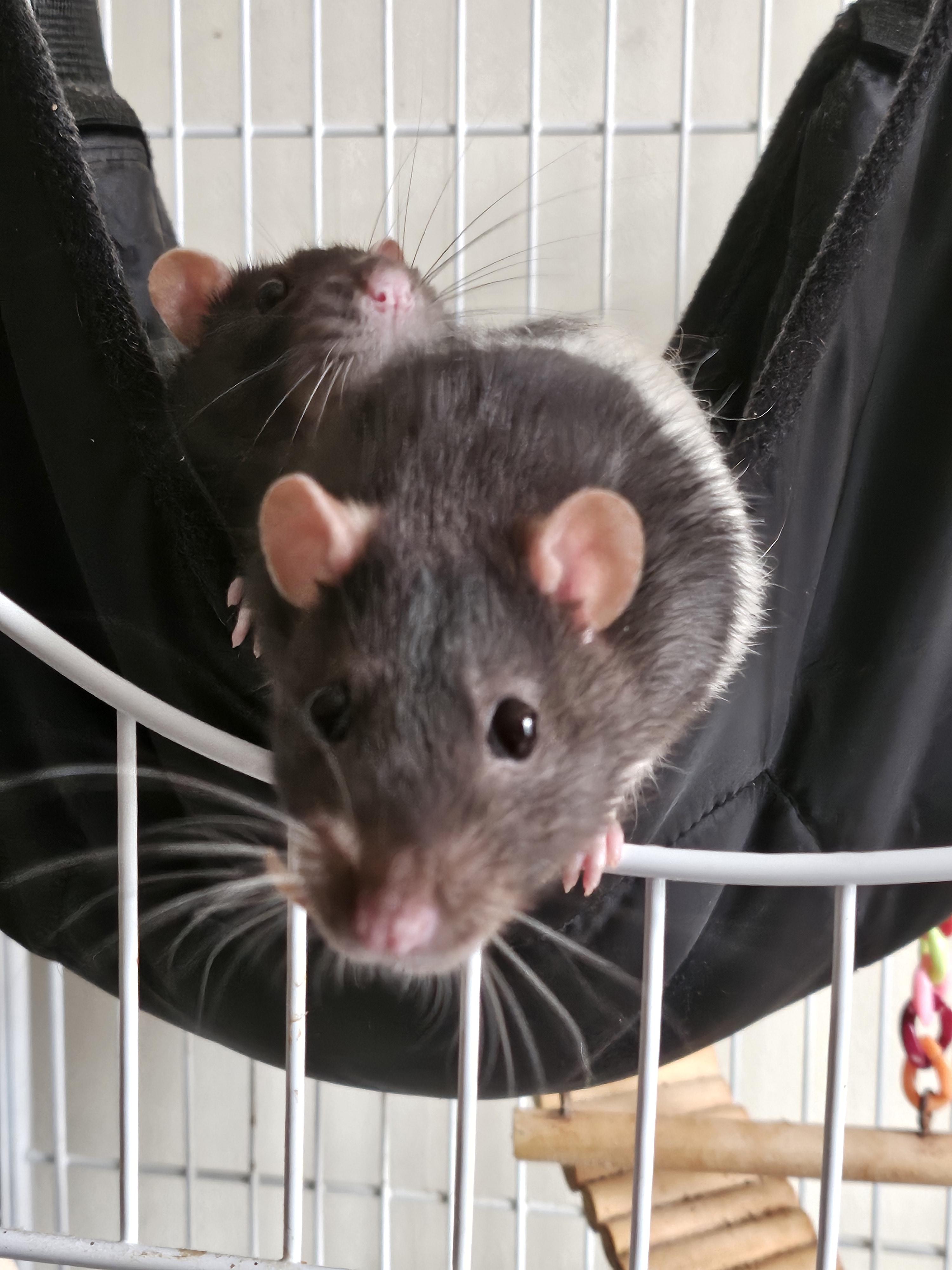 Our beautiful boys | Scrolller