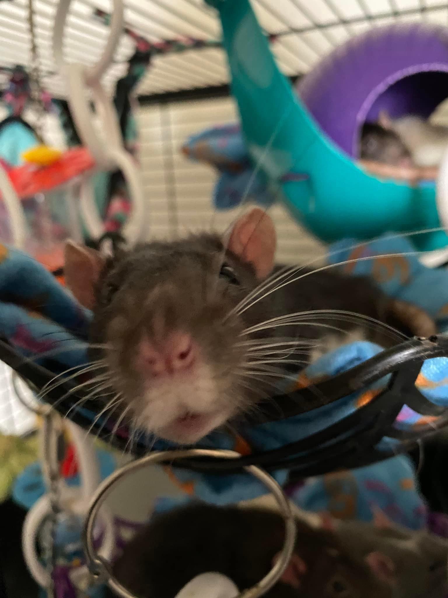 Rest in peace, sweet Stormy | Scrolller