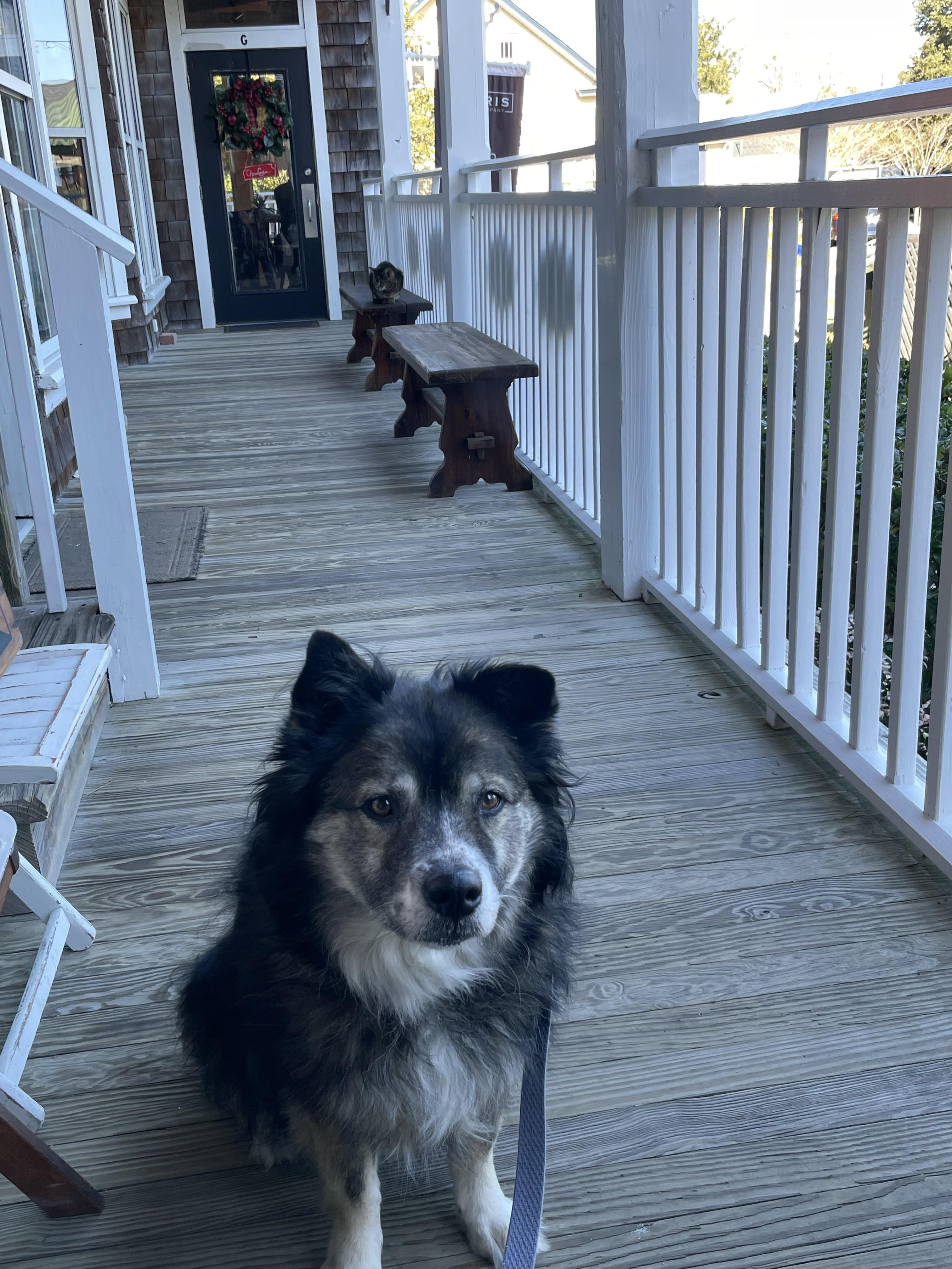 Discover more like DOG: A few of my mutt Juno looking fabulous and Related Content | Scrolller