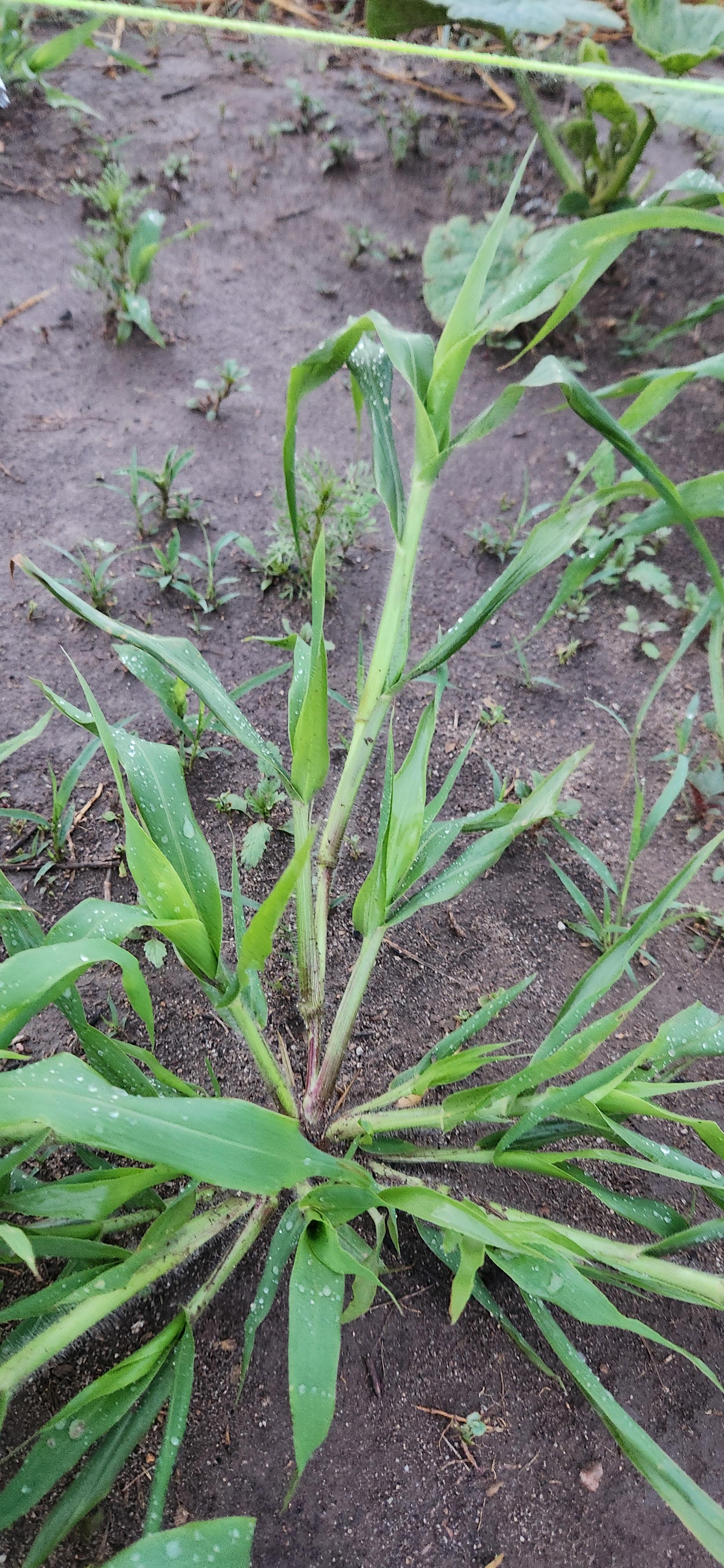 Mystery corn? | Scrolller