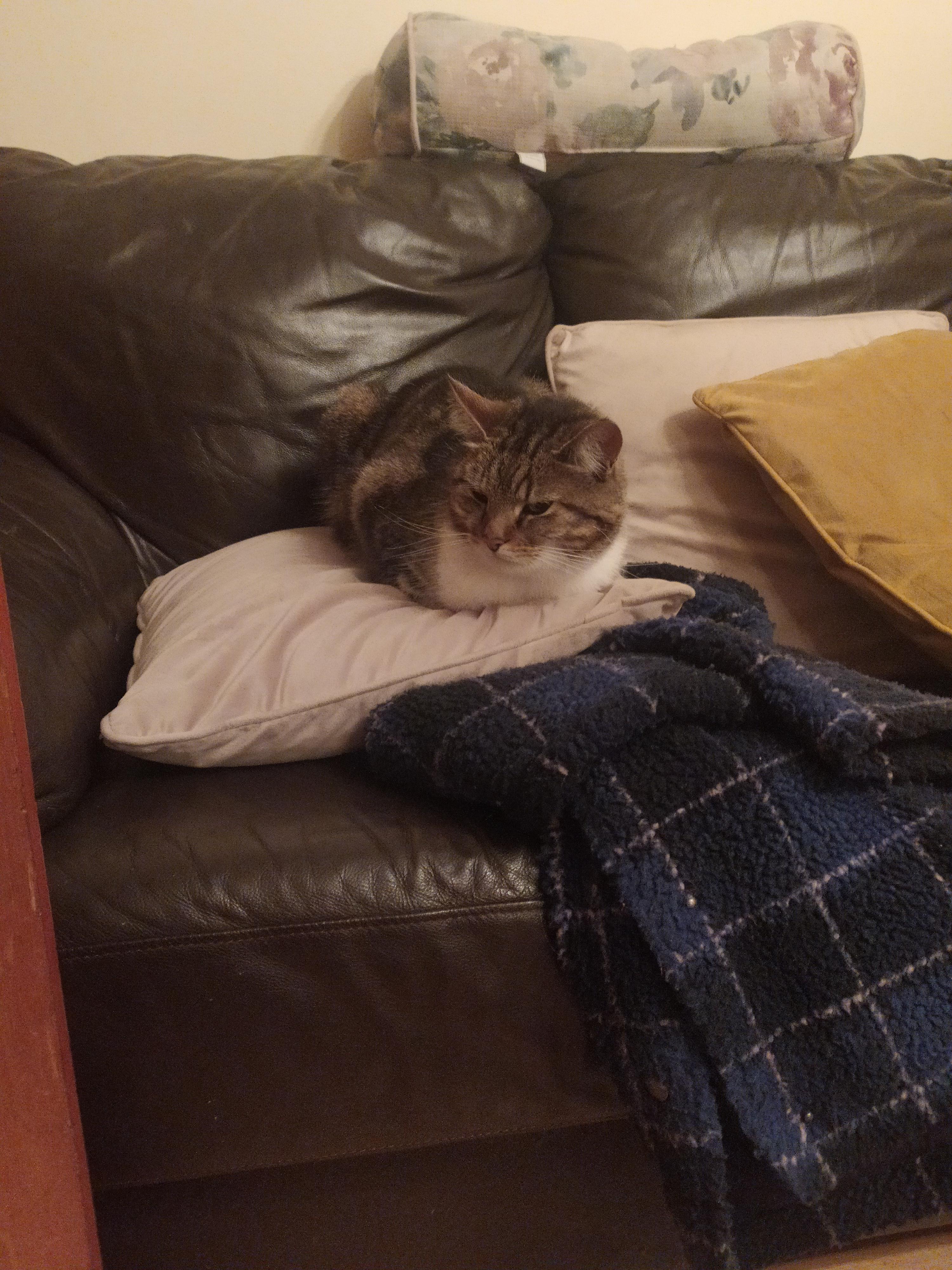 Finally got a pic of Bobby loafing | Scrolller