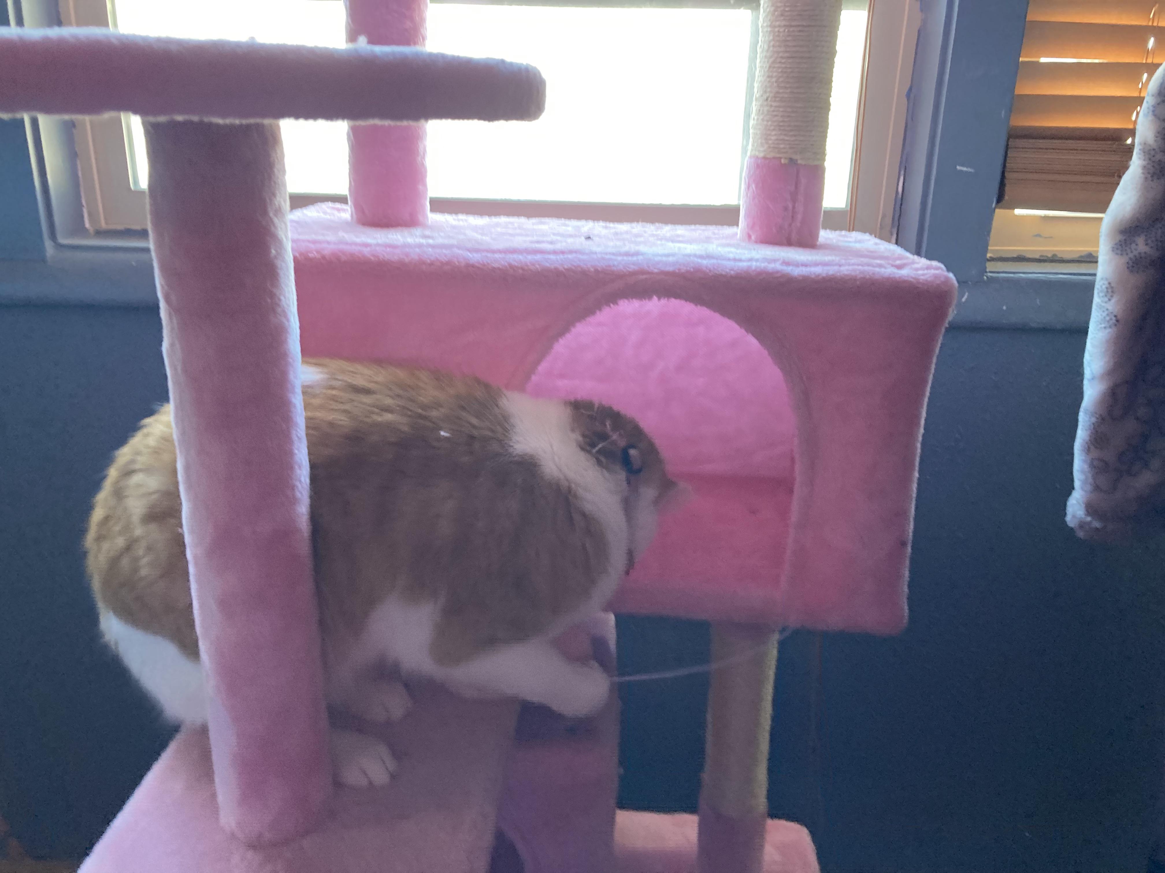 Mia’s Castle | Scrolller