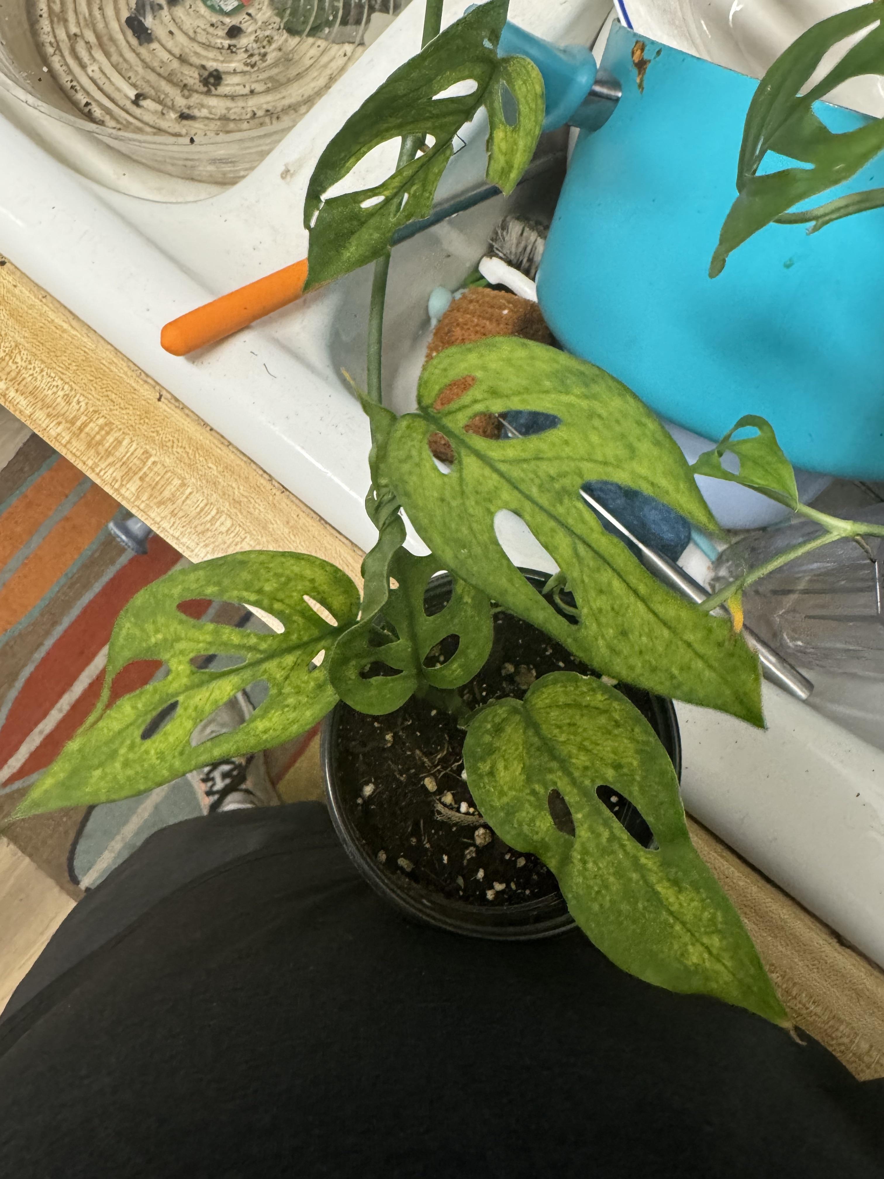 Is this adansonii variegated? | Scrolller