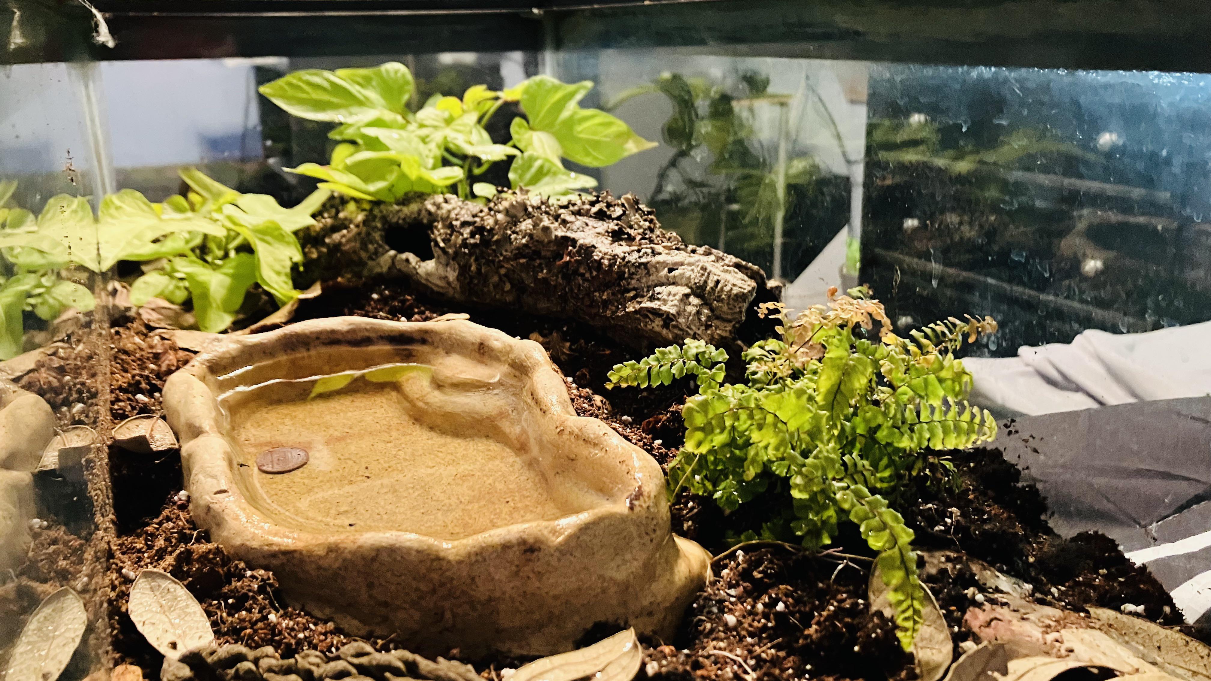My First Bioactive Vivarium! | Scrolller