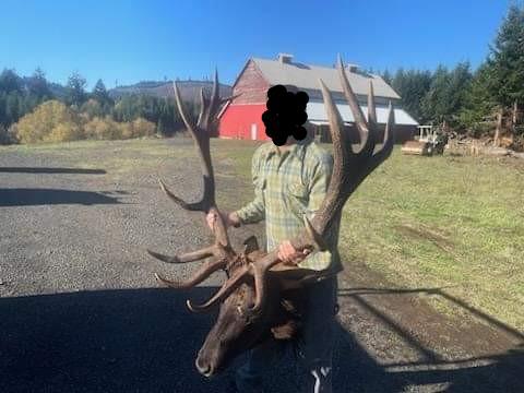 Roosevelt elk | Scrolller