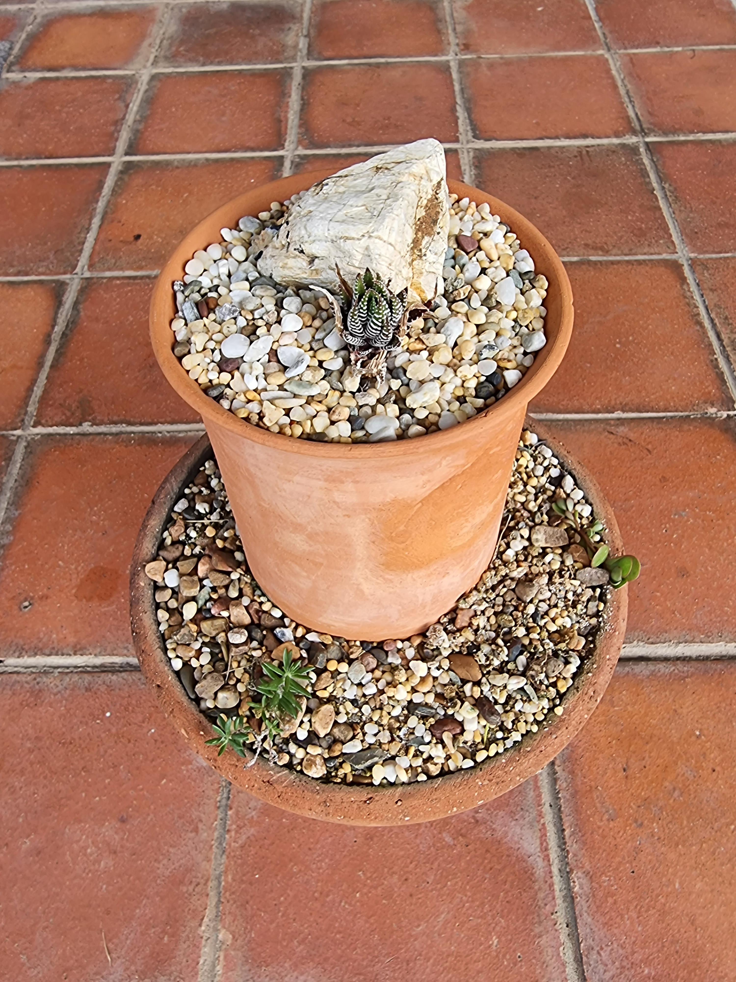 Micro desert | Scrolller