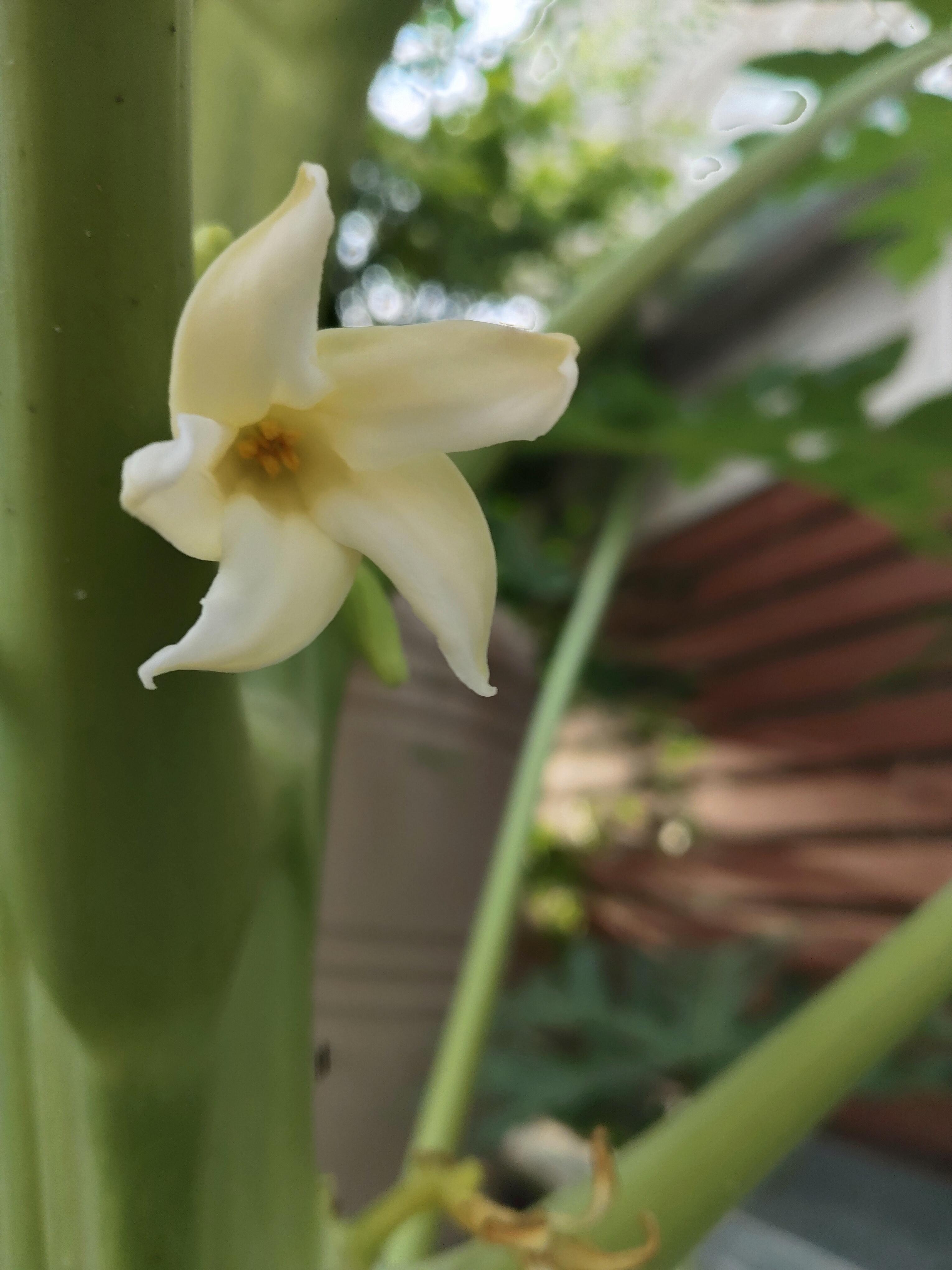 Papaya Tree Rapid Growth | Scrolller