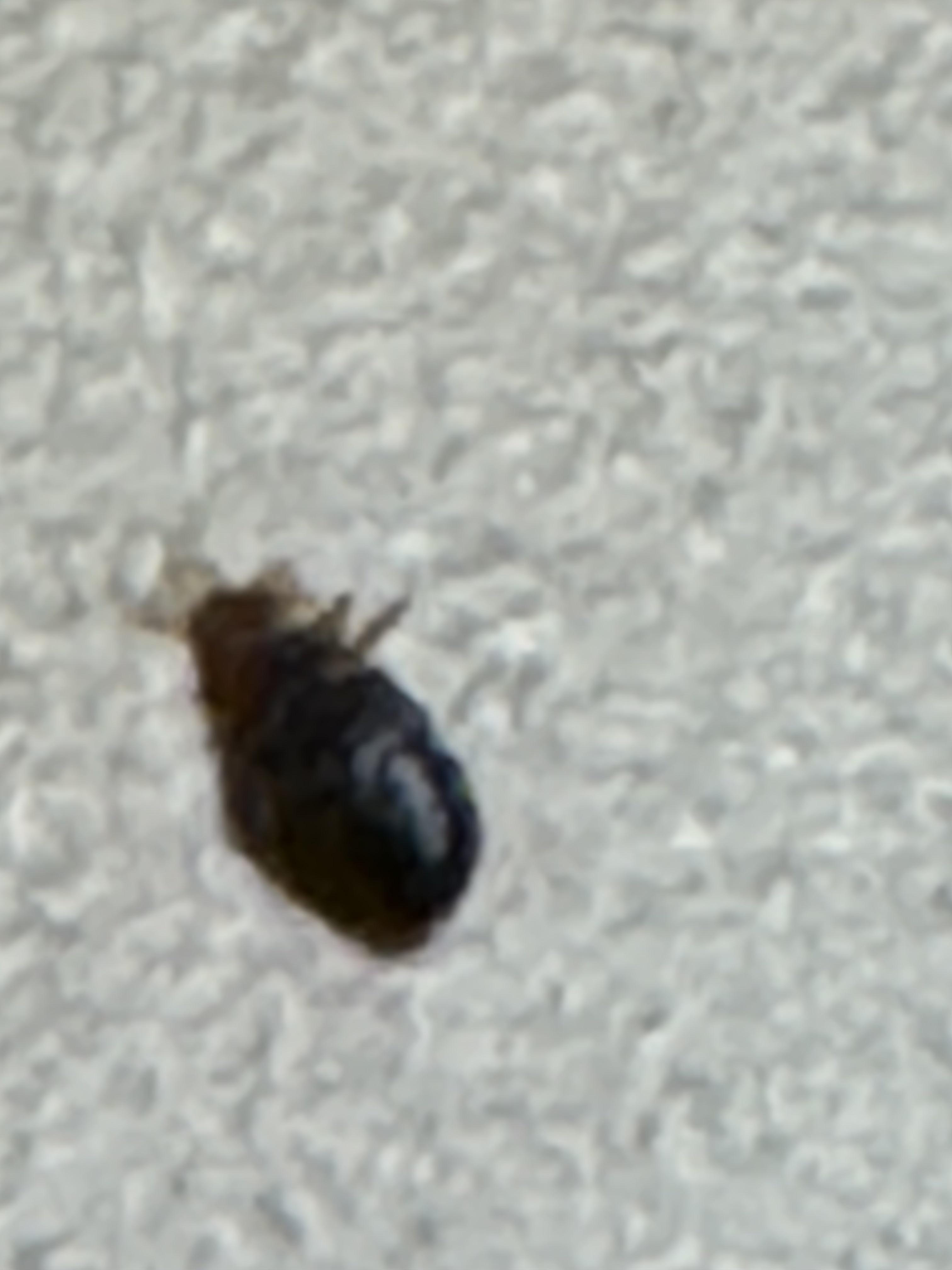 Is this a bedbug? Was crawling on me at my hotel 😭 | Scrolller