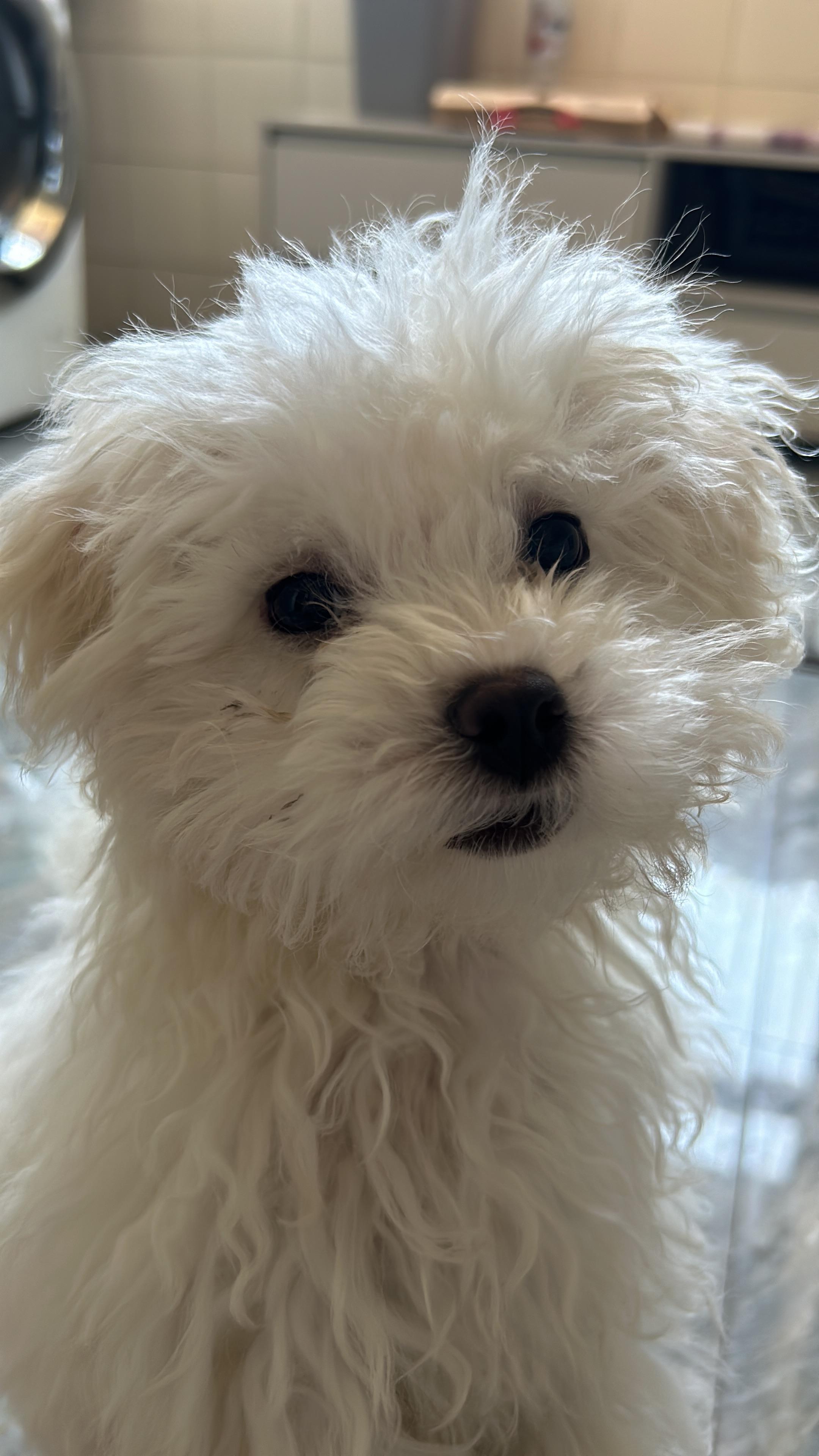 Before/after Penelope’s first grooming appointment 🥹💗 | Scrolller