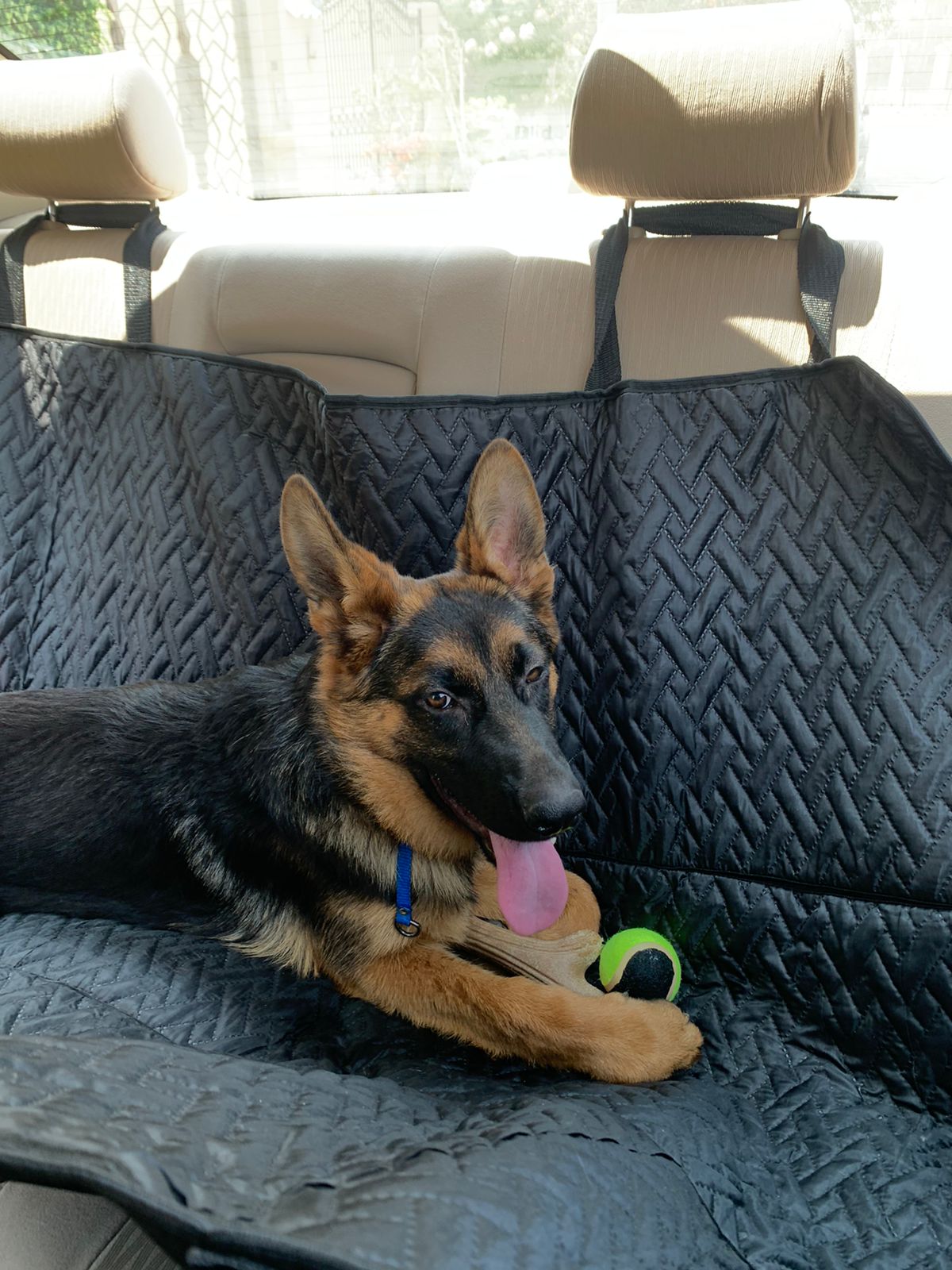 Doggo's off to the beach for the 1st time | Scrolller