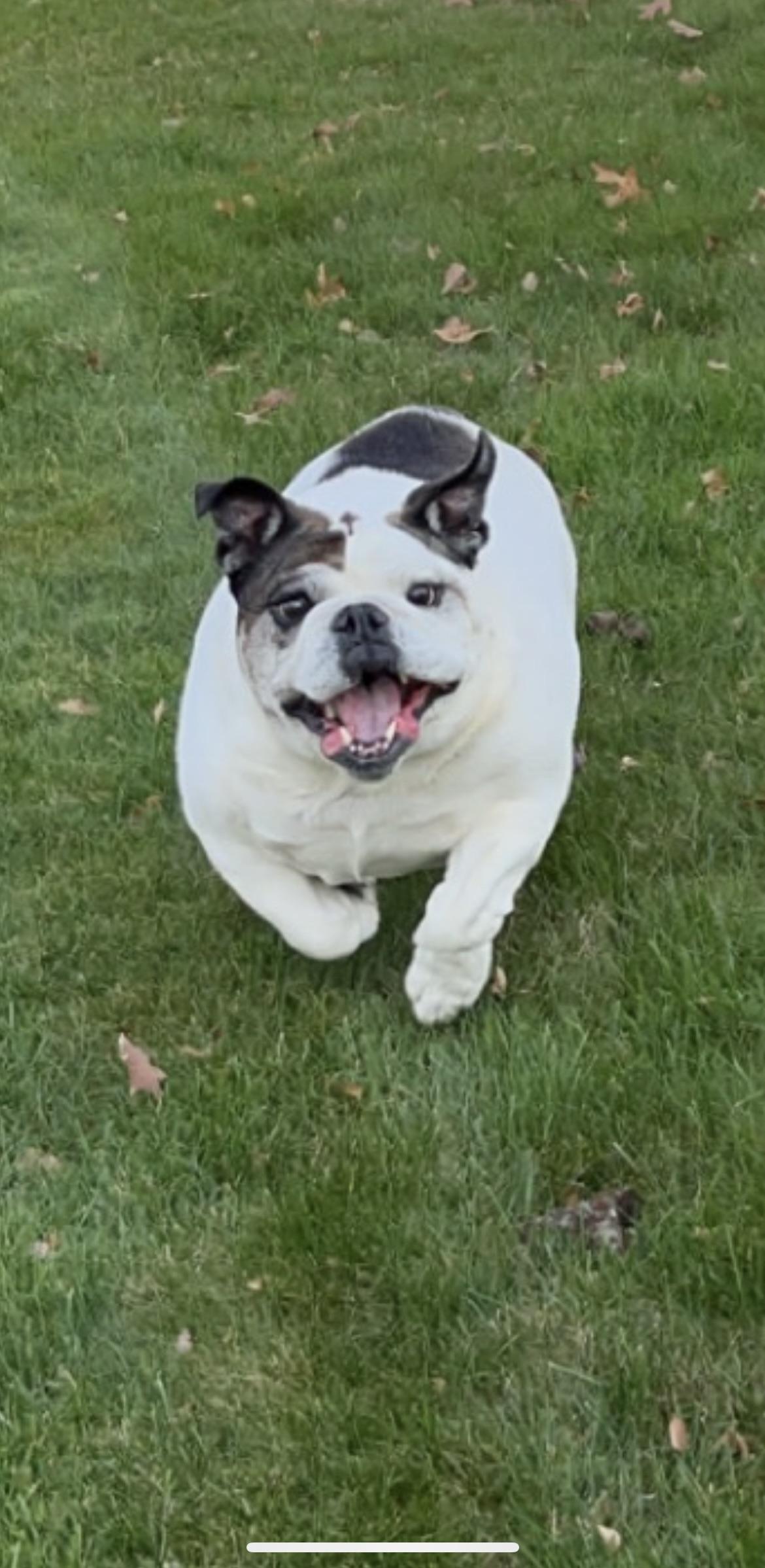 Vicious attack on the mower | Scrolller