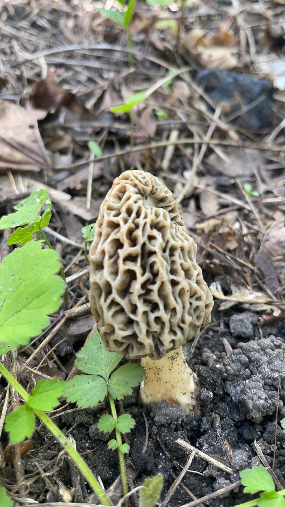 Morels Growing Next to Railroad | Scrolller