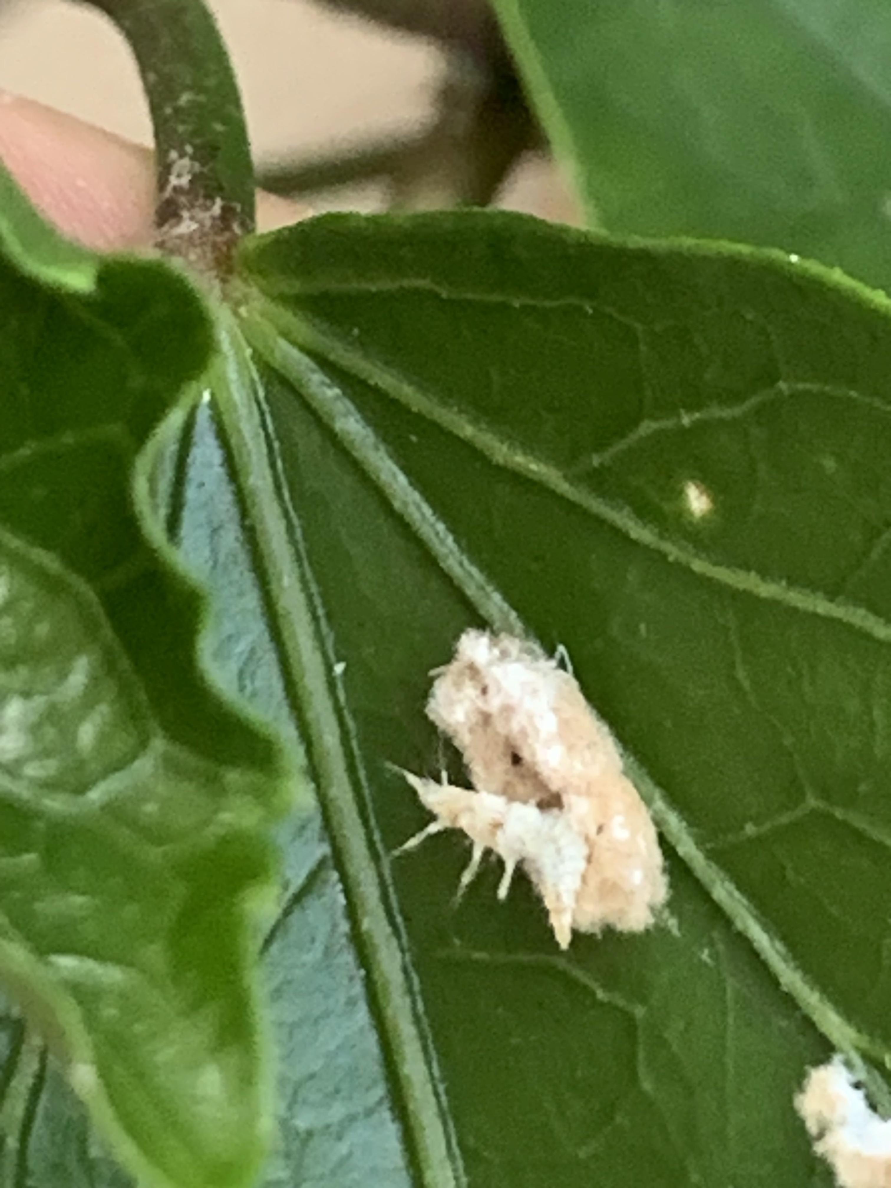 Unusual Fuzzy White Bugs | Scrolller