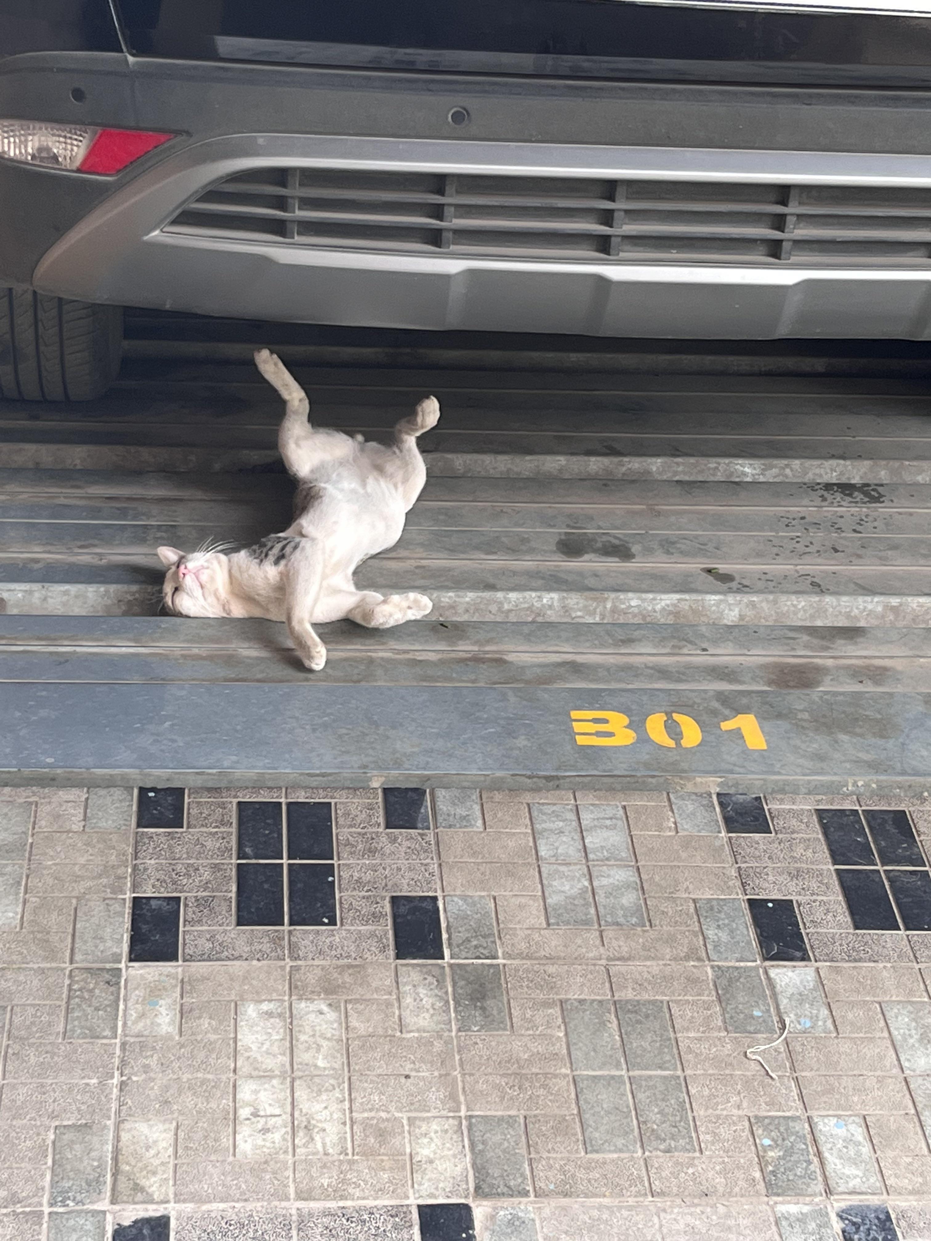 [OC] Just sun bathing in Summers | Scrolller