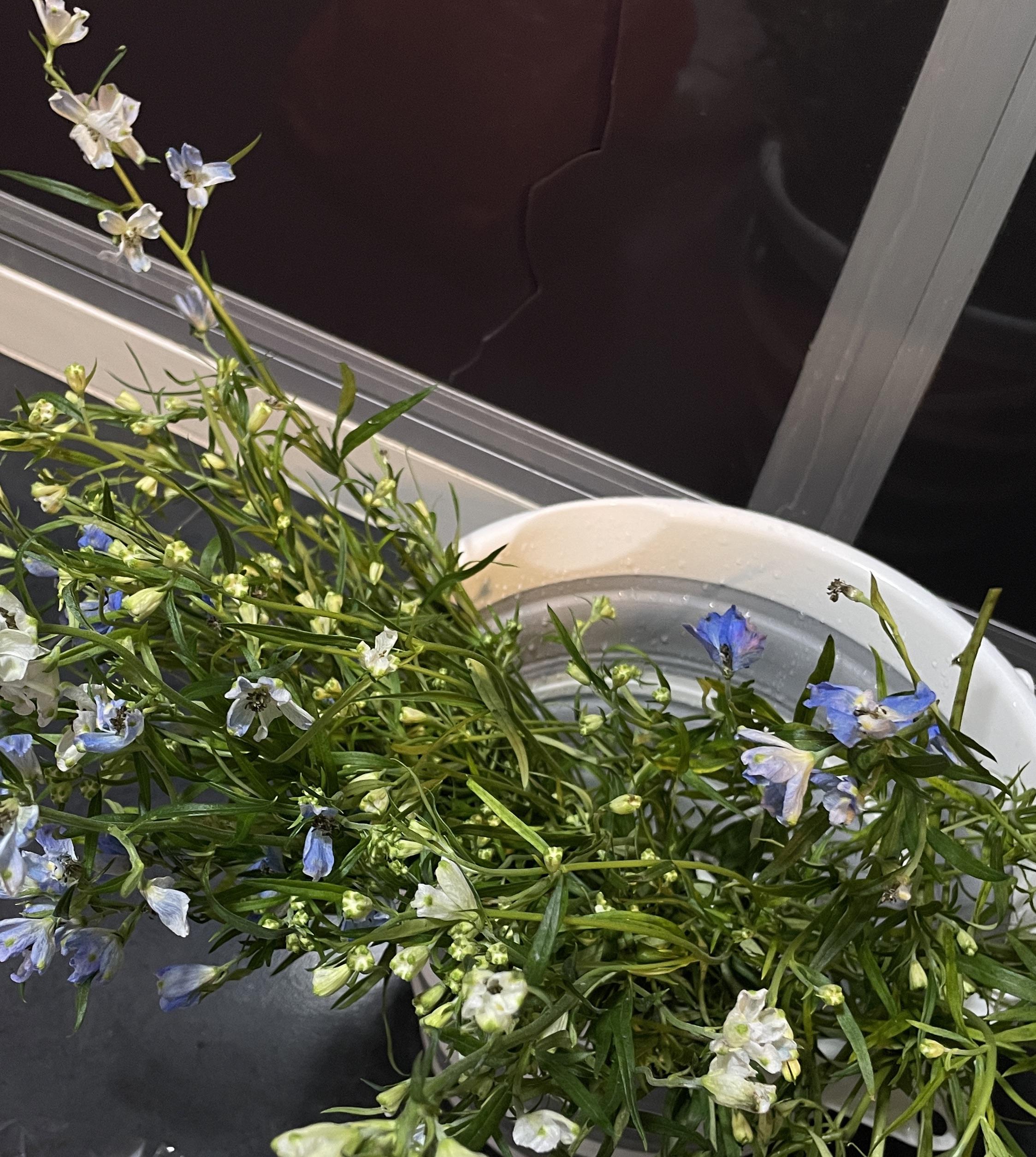 Ink Query | Scrolller