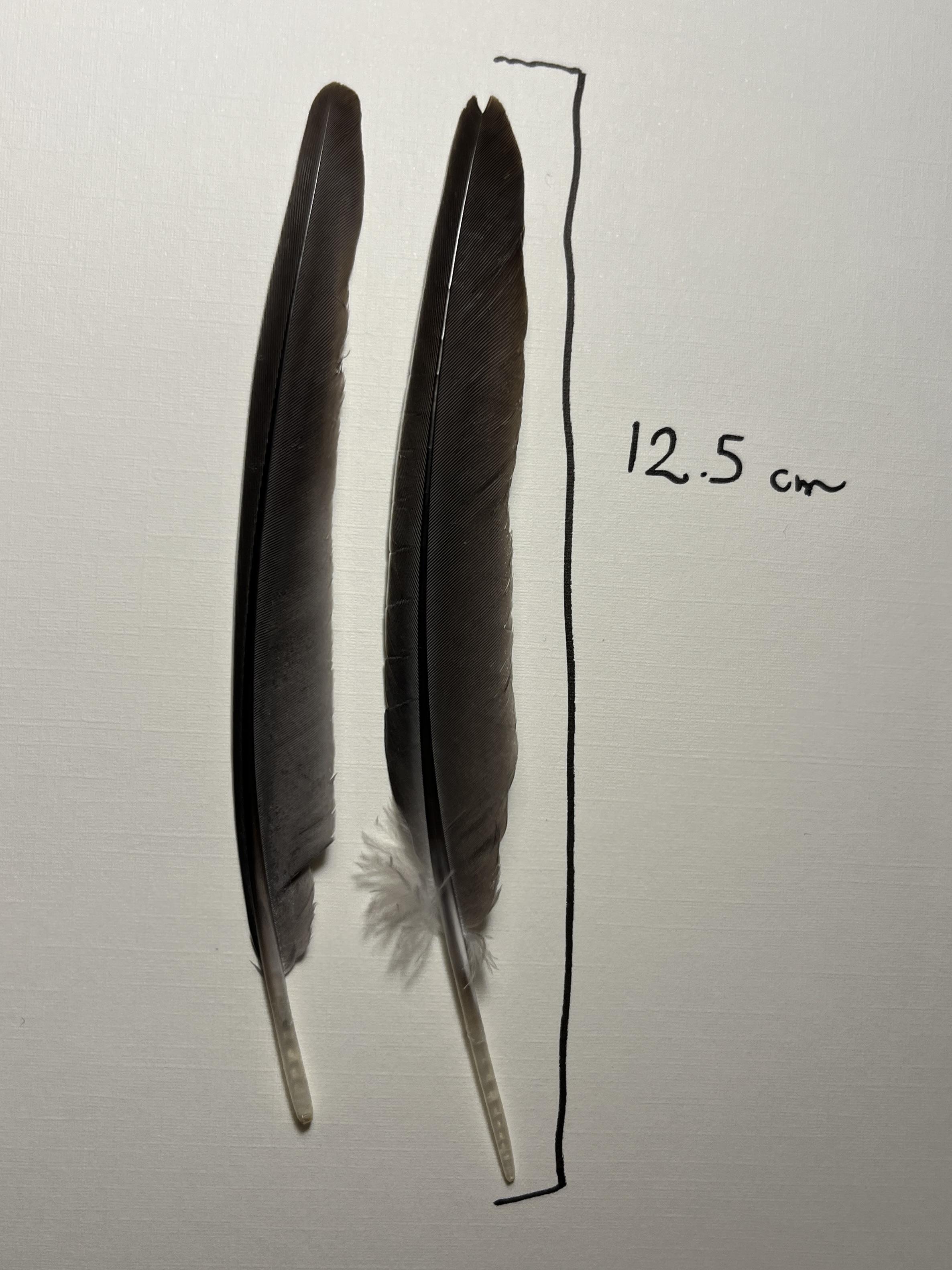 Feather Atlas is still down!! | Scrolller