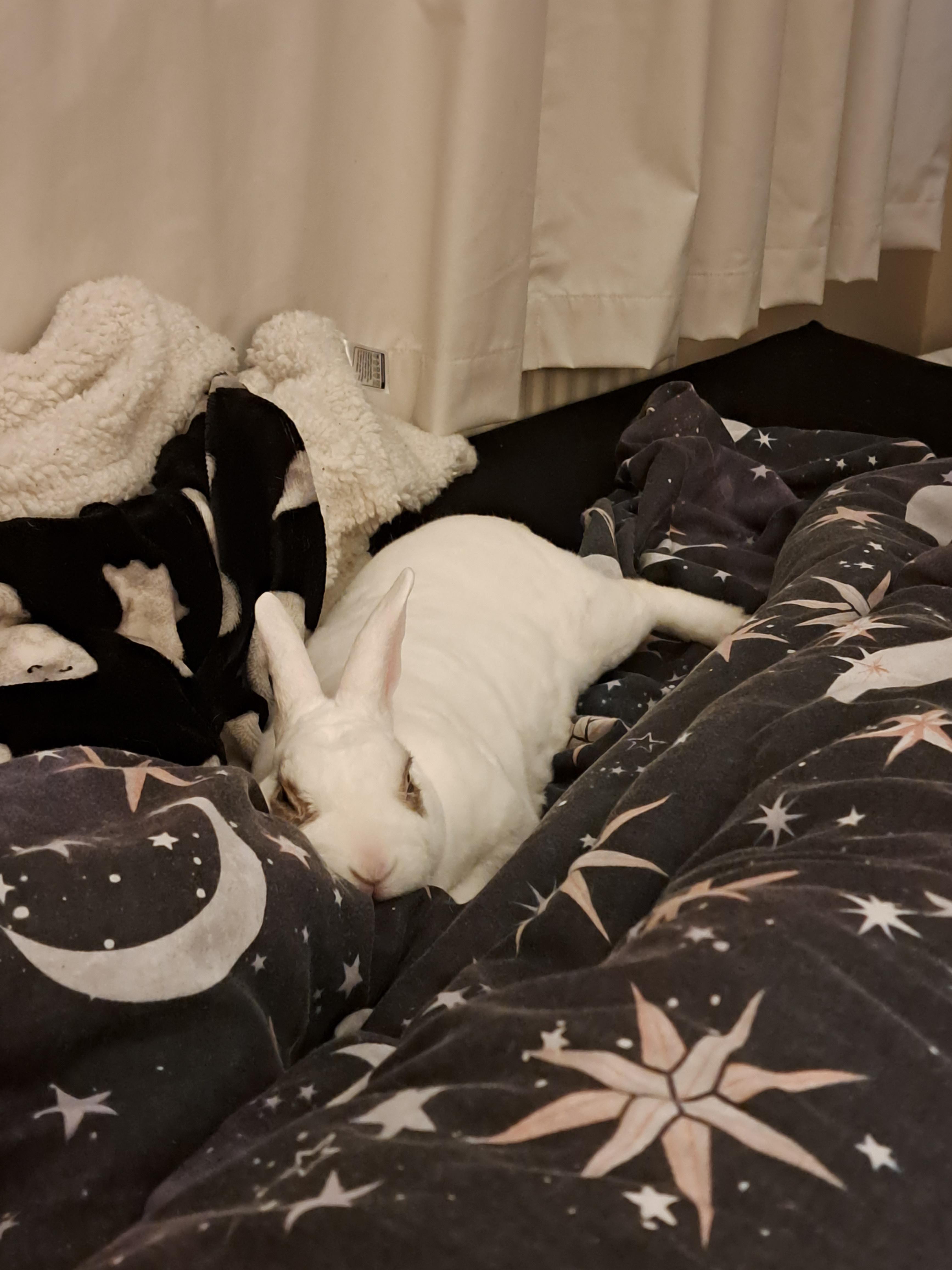 Bun's ear transformation | Scrolller