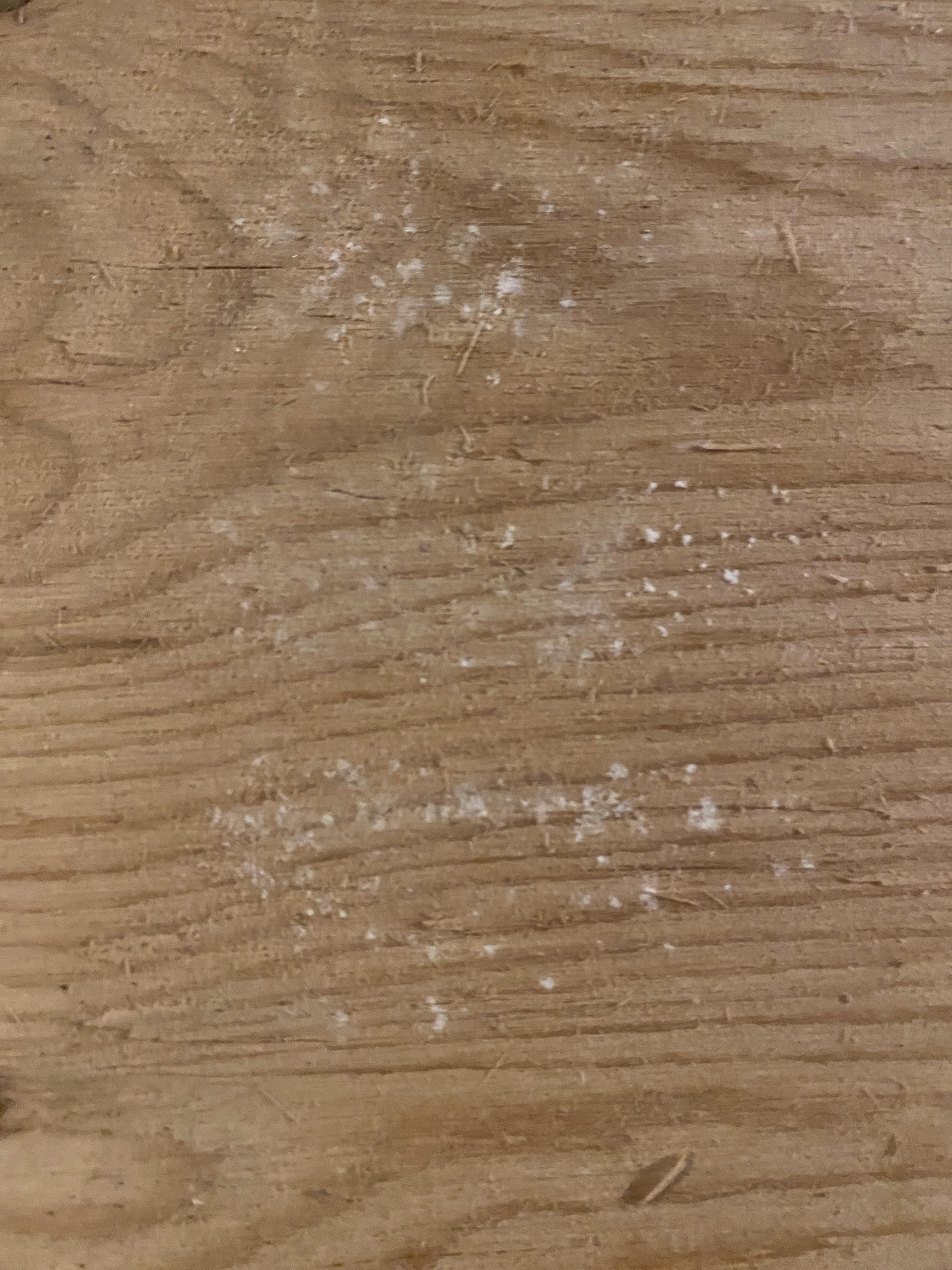 Possible mold | Scrolller