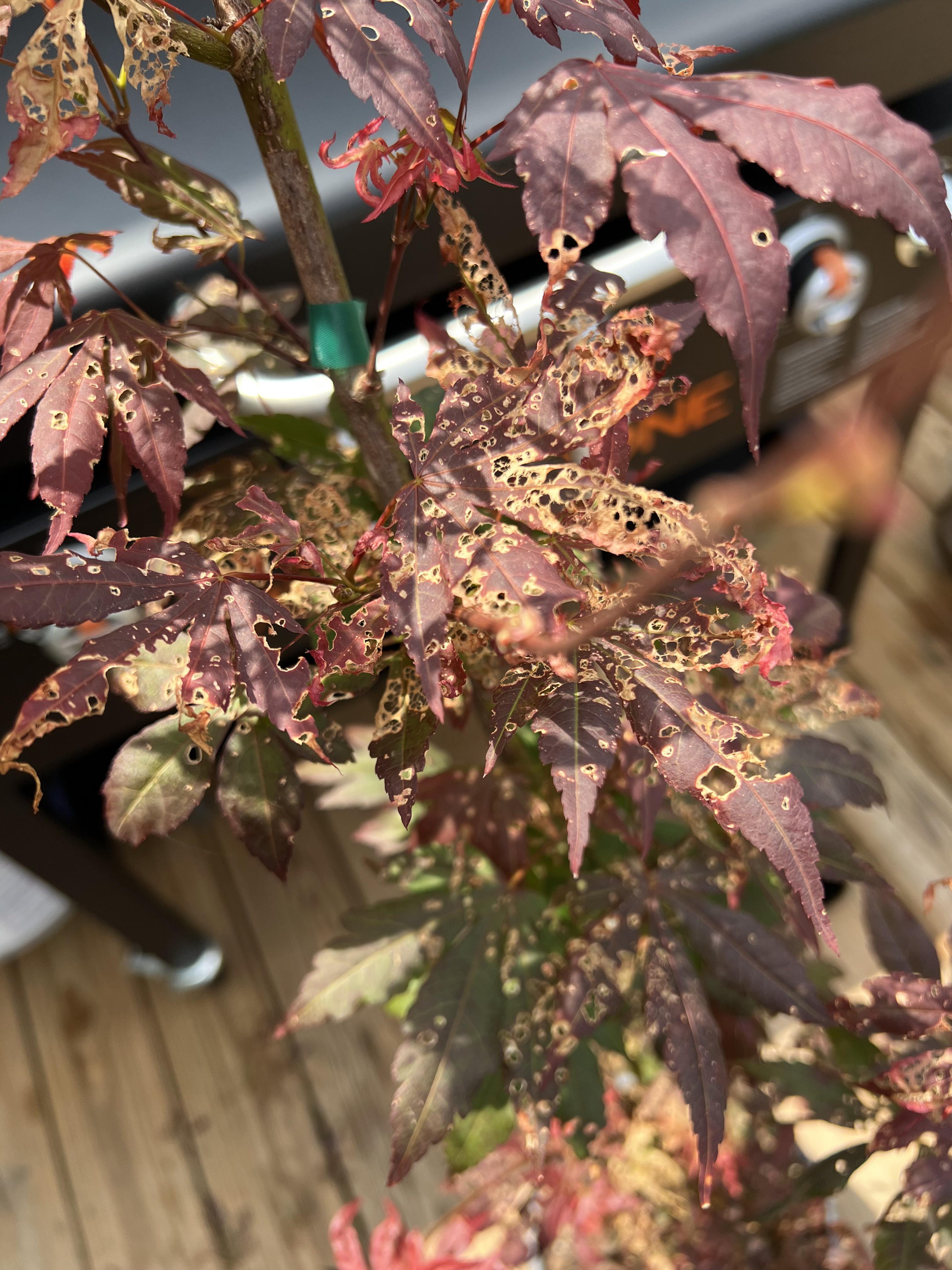 Japanese Maple hell | Scrolller