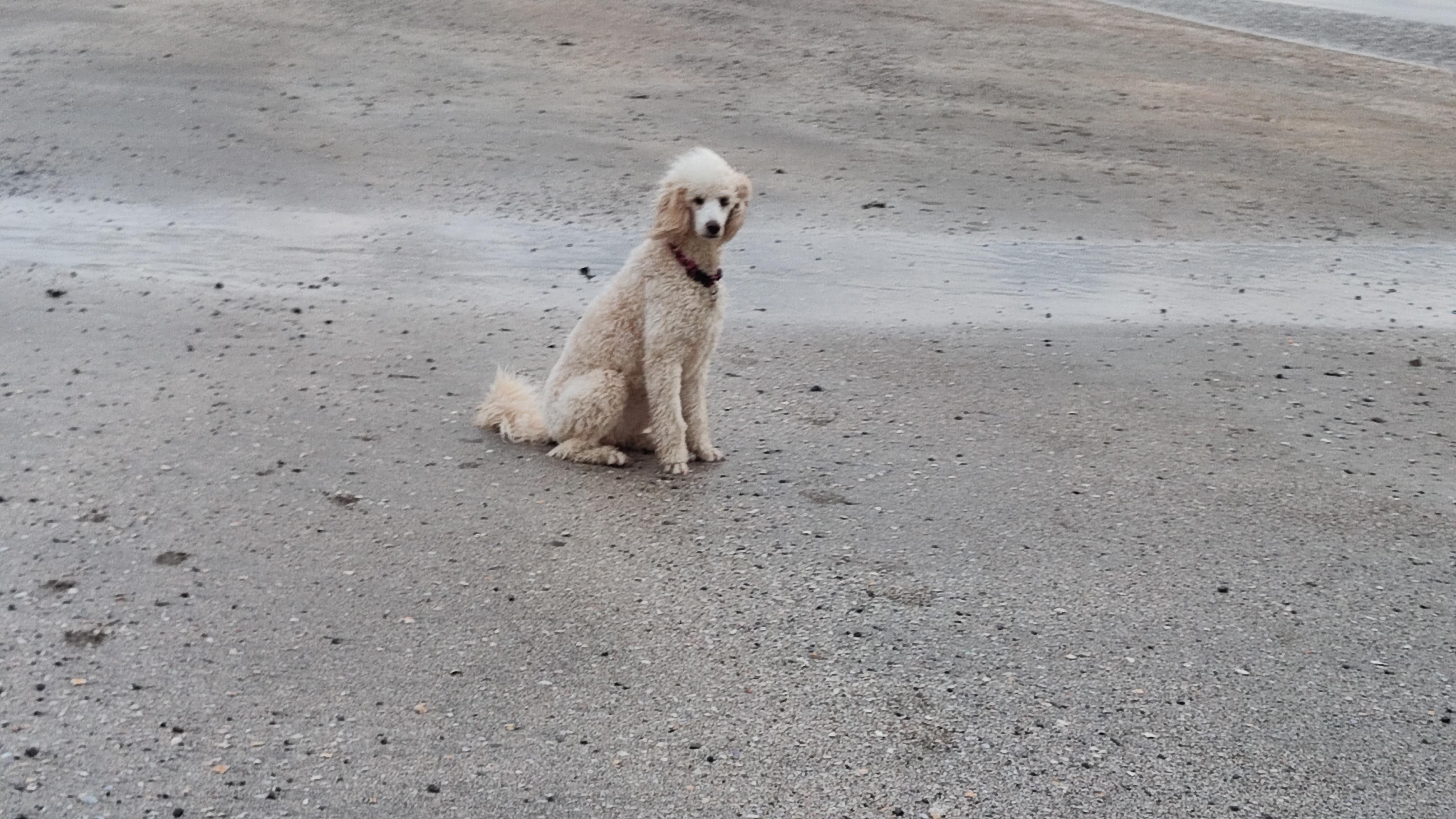 Poodles are so fluffy!! | Scrolller