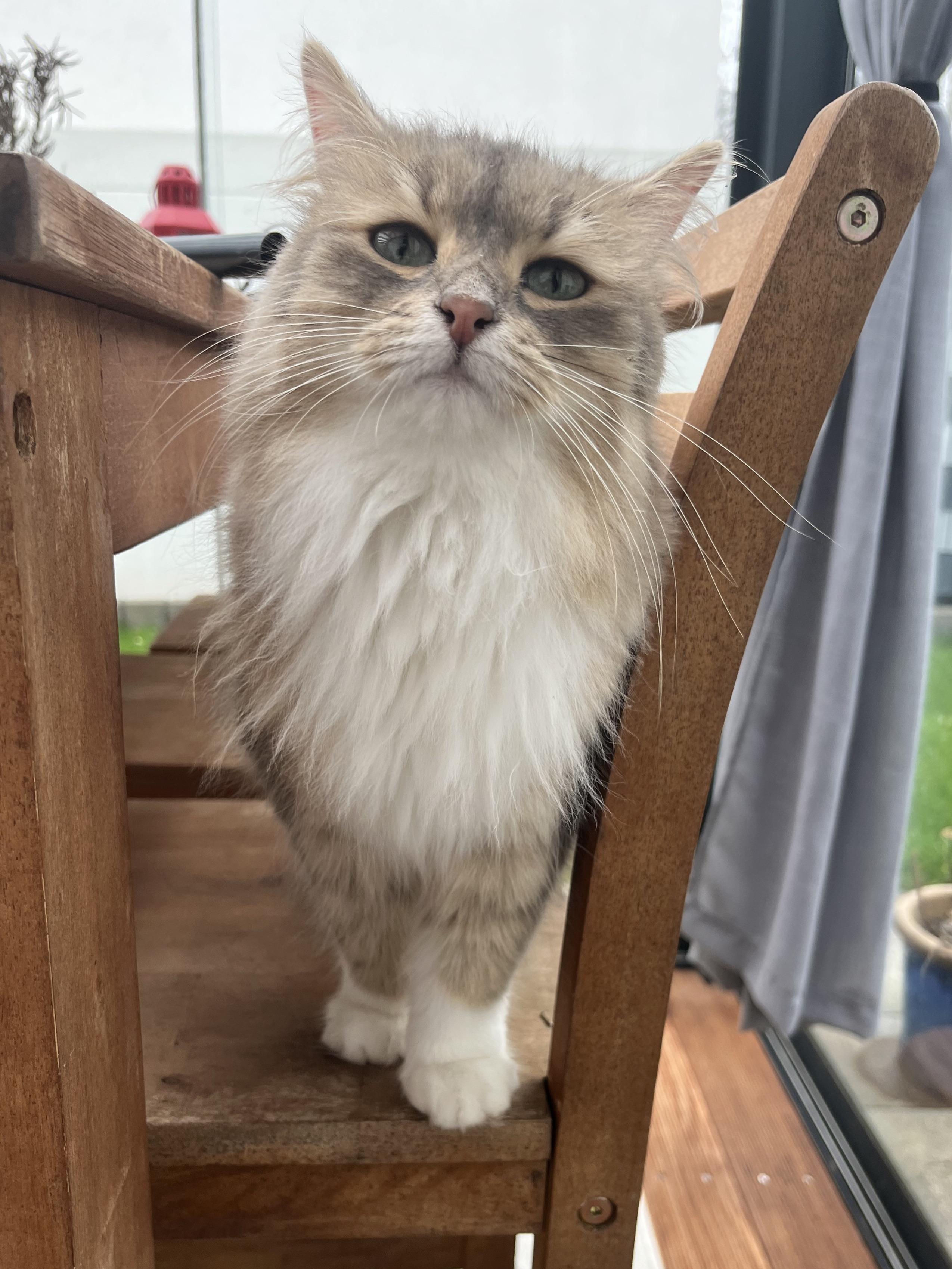 Sansa and Arya | Scrolller