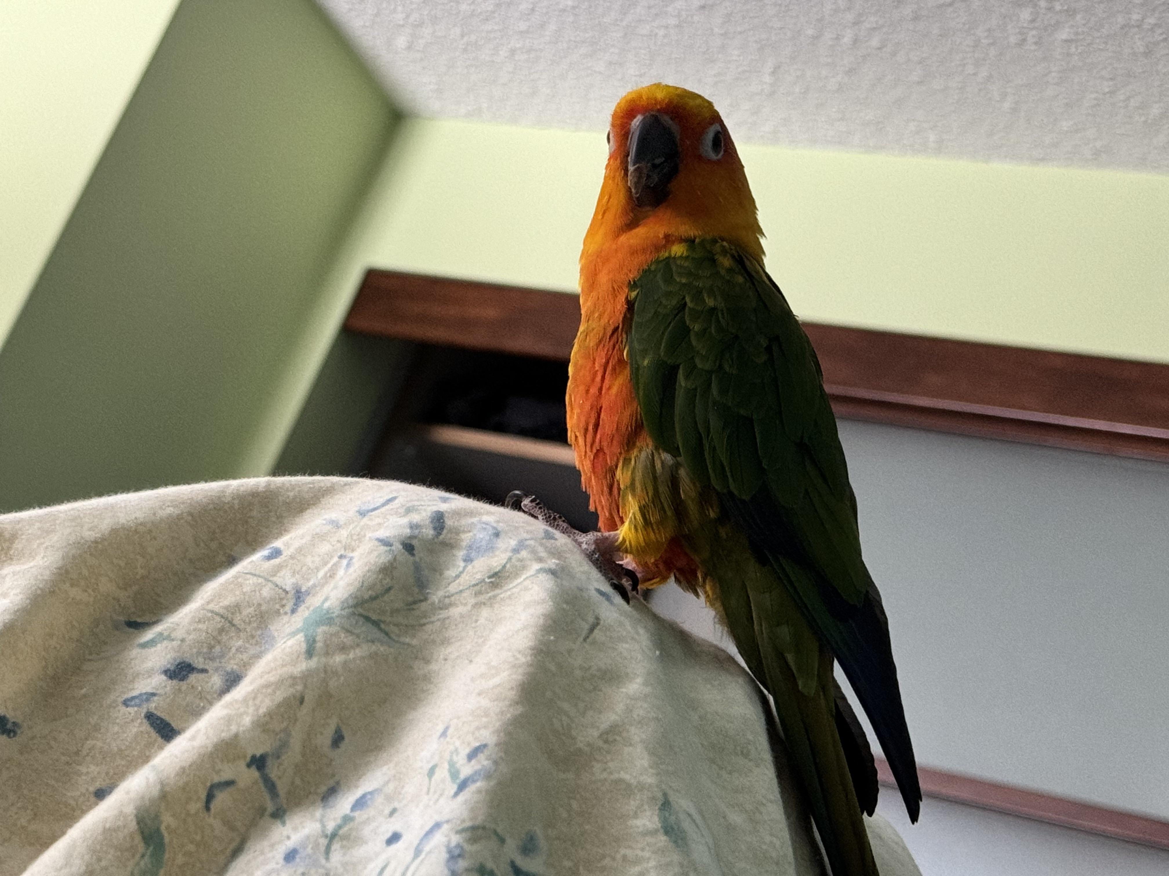 Puffy bird :) | Scrolller