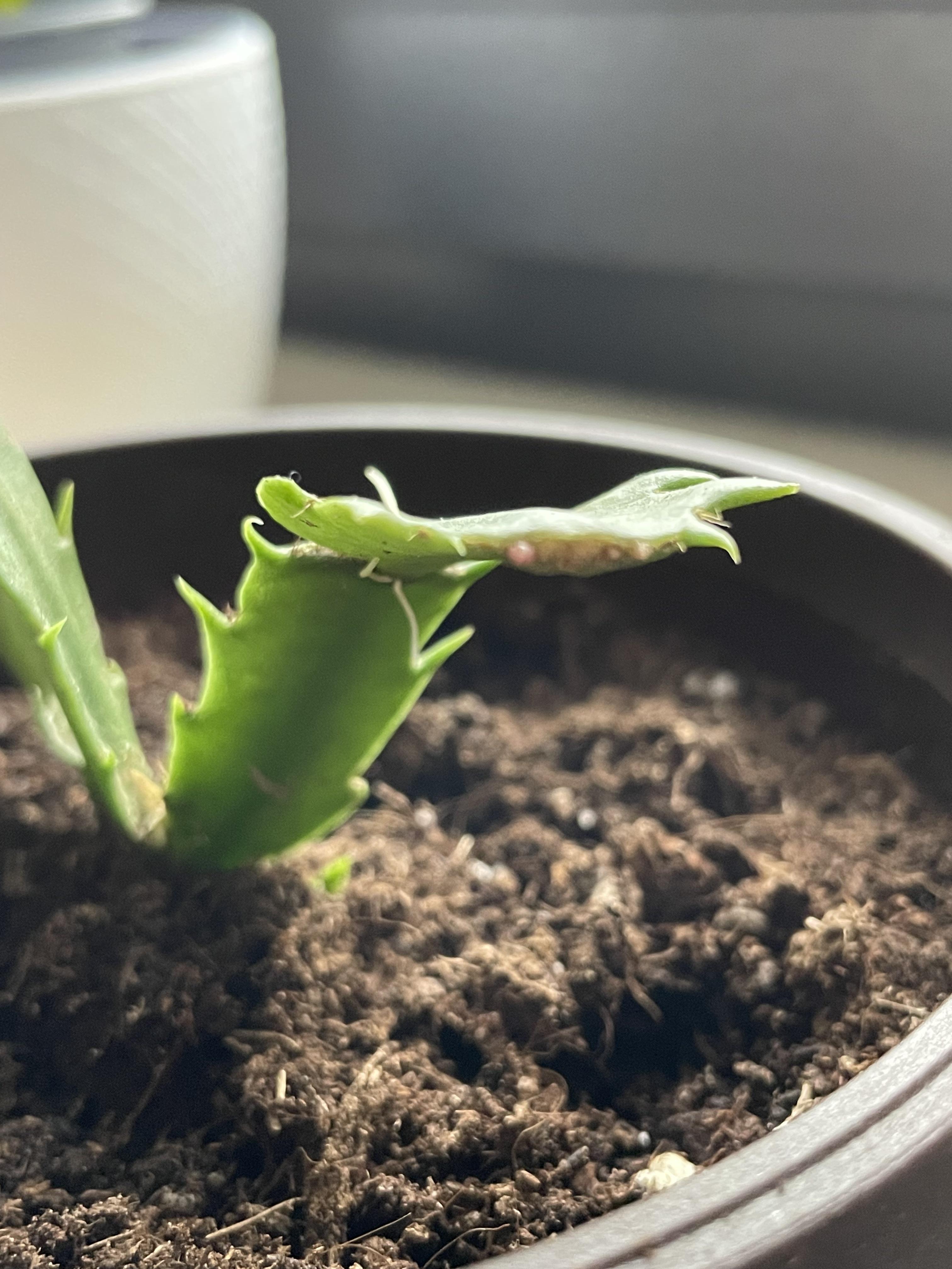 HELP. My cutting is Flowering! | Scrolller