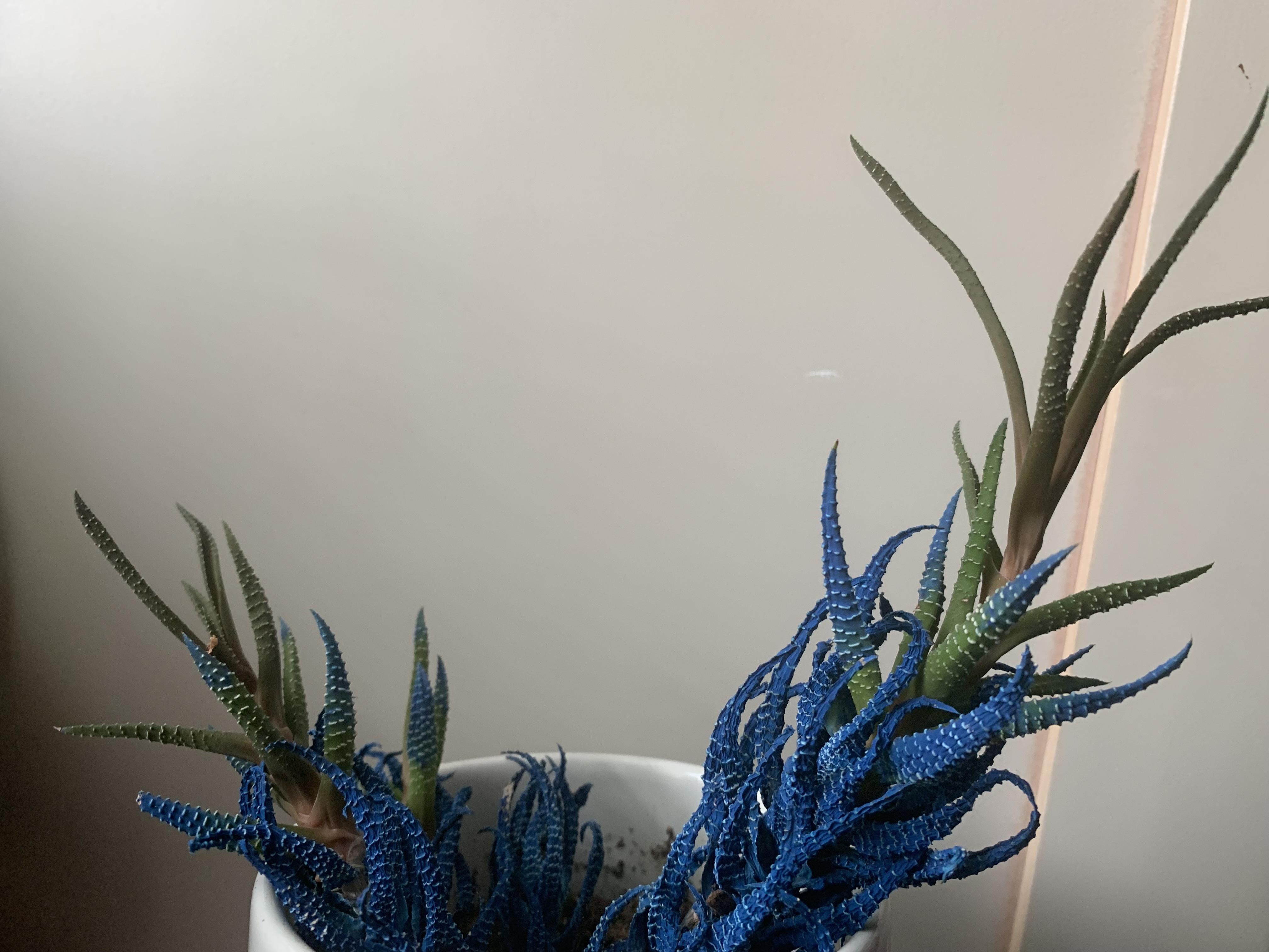 Is my Zebra haworthia Plant dying? | Scrolller