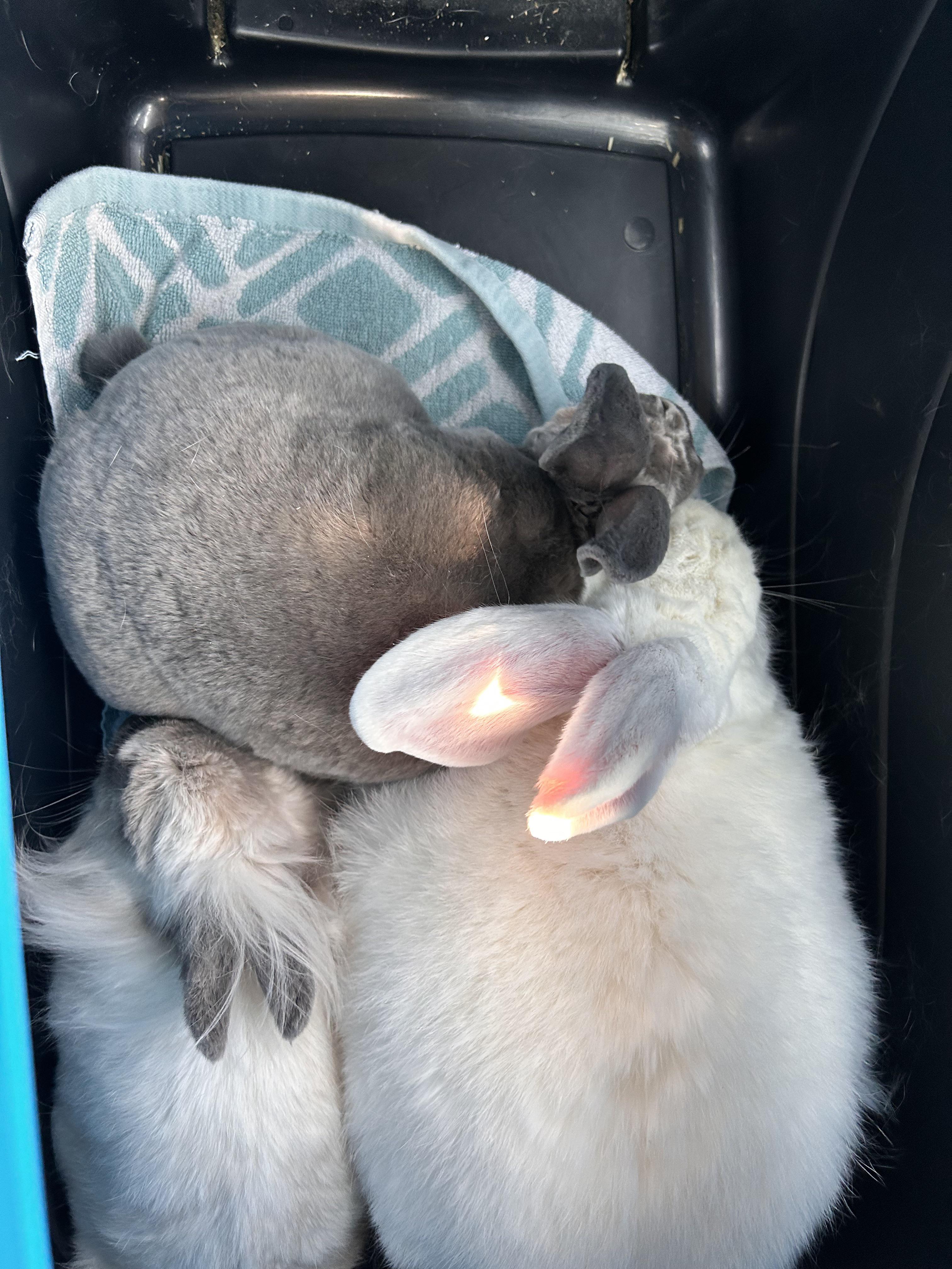 Bonding update ! | Scrolller